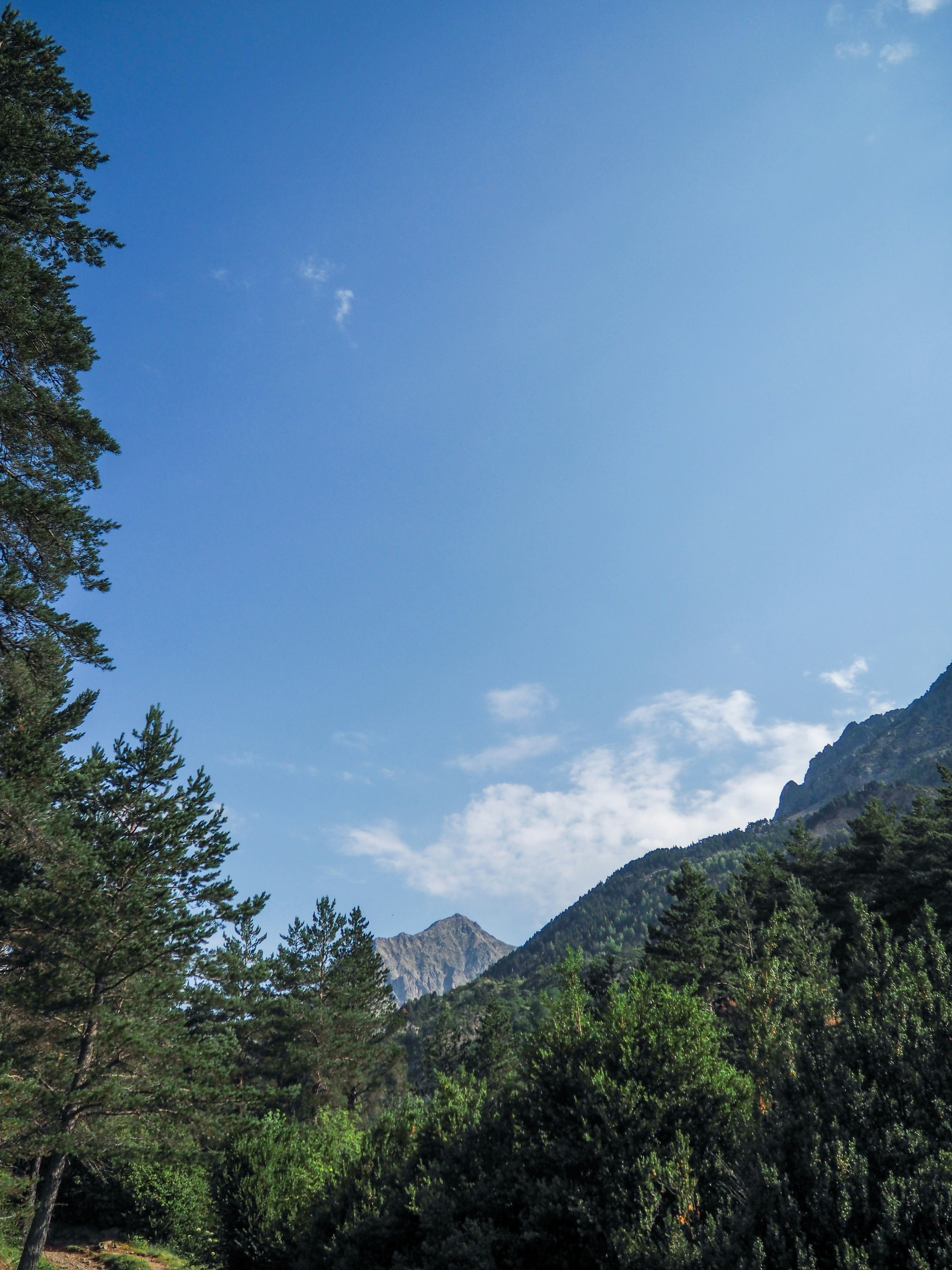 Blue Sky Over Pine Ridge: Mountain Crest Framed by Forest
