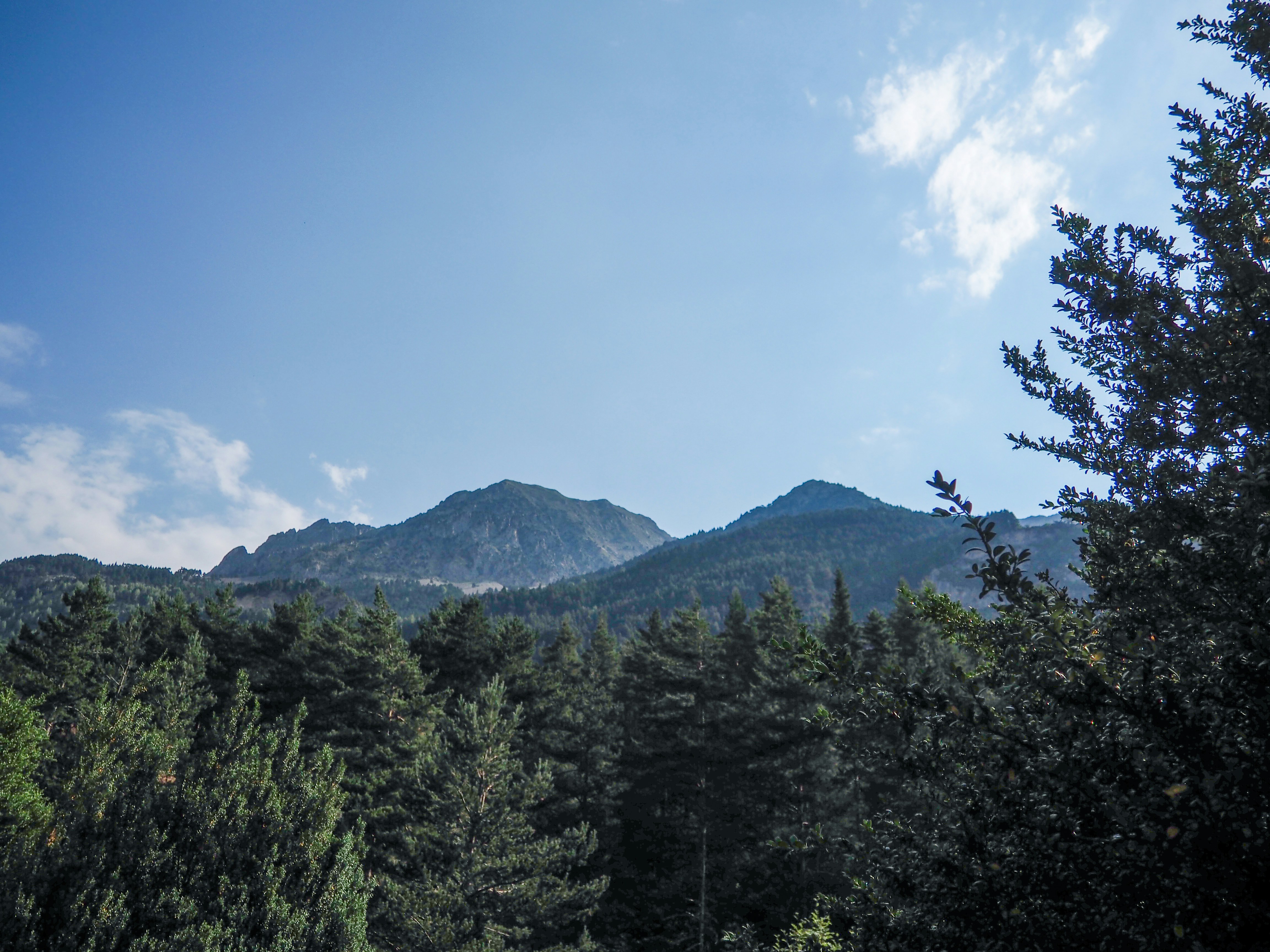 Dawn over Pines: A Mountain Crest Beyond the Forest