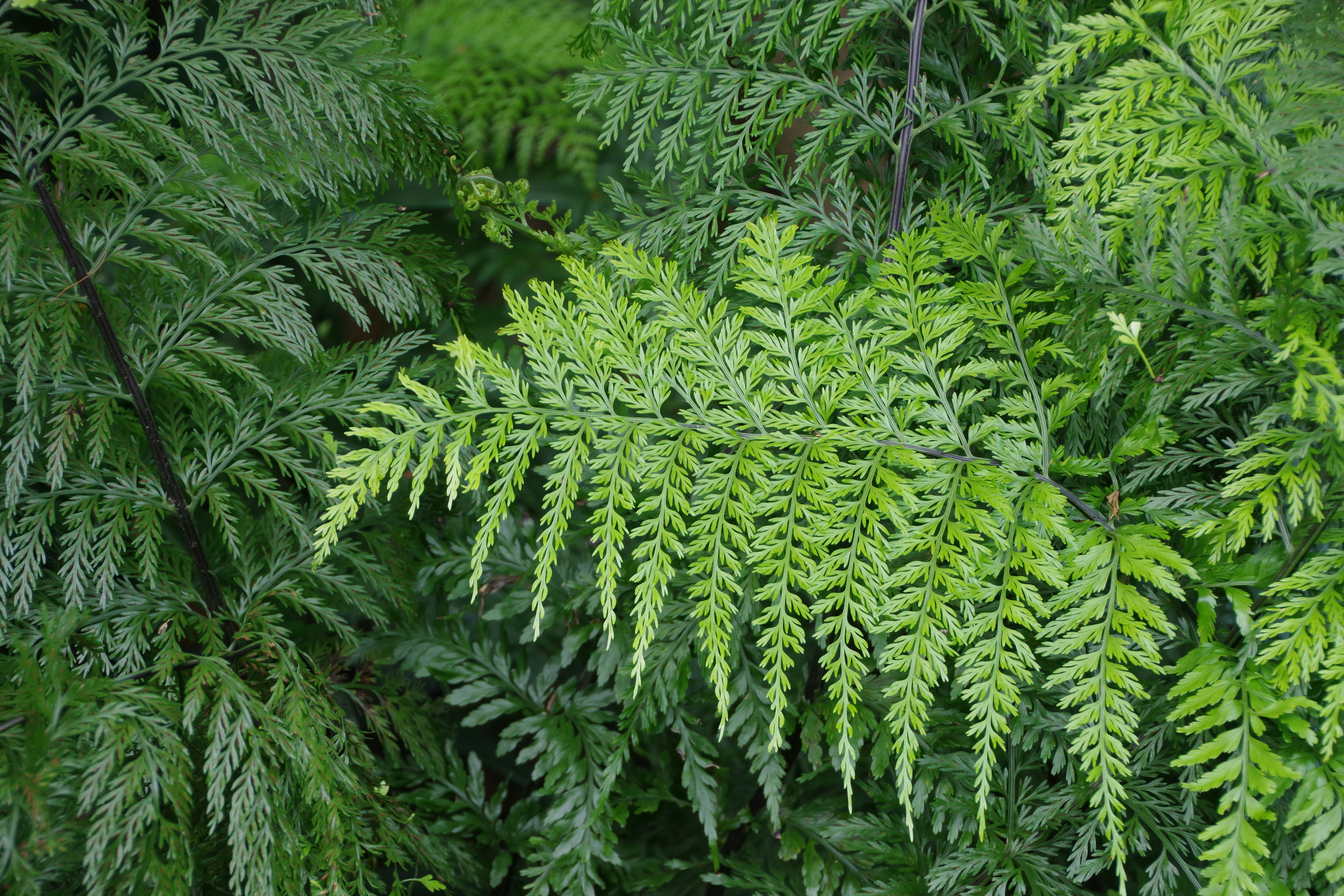 Close-up of vivid green fern fronds, highlighting the delicate pinnate leaf structure and natural texture.