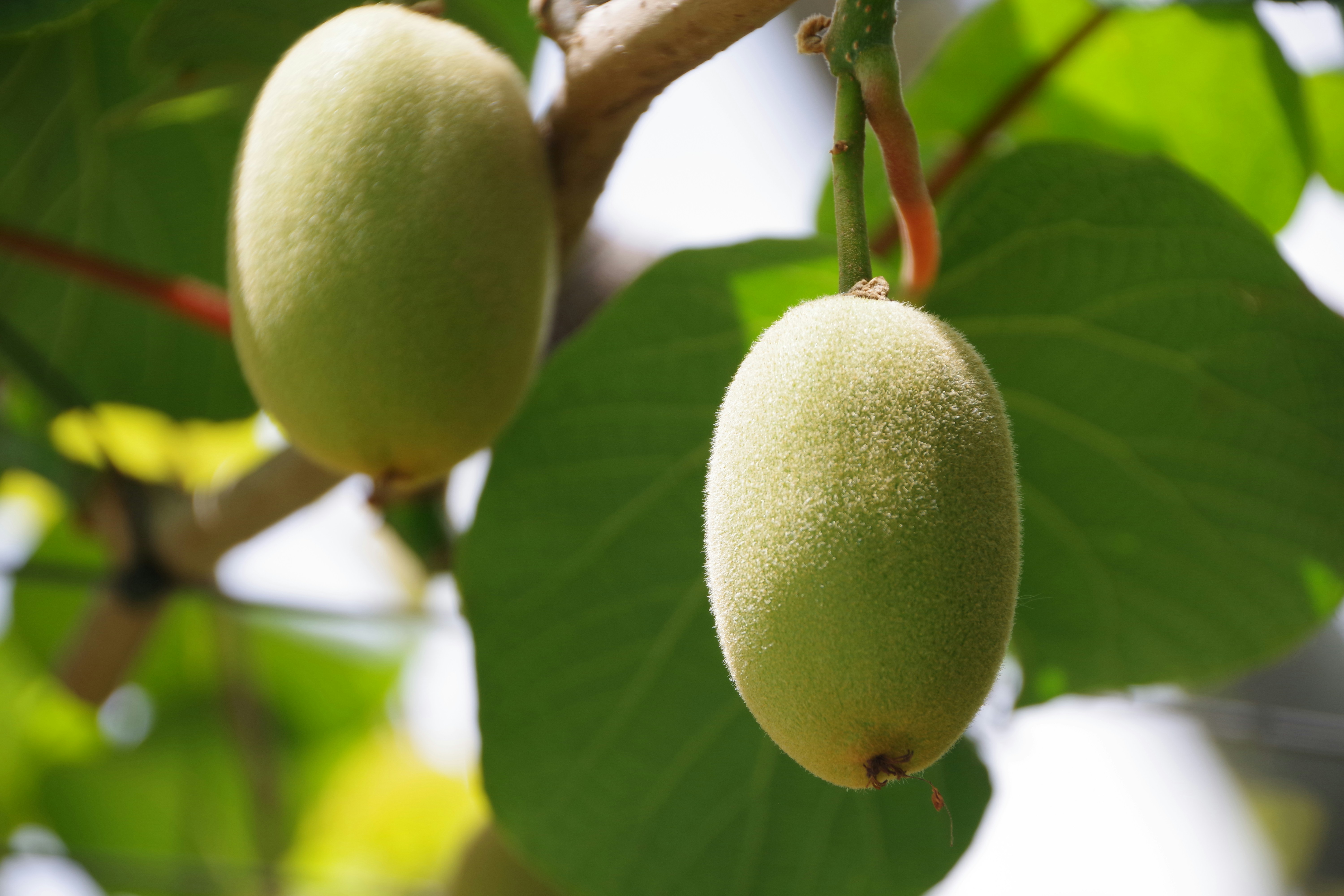 Close-Up of Ripening Kiwi-Like Fruit on a Branch