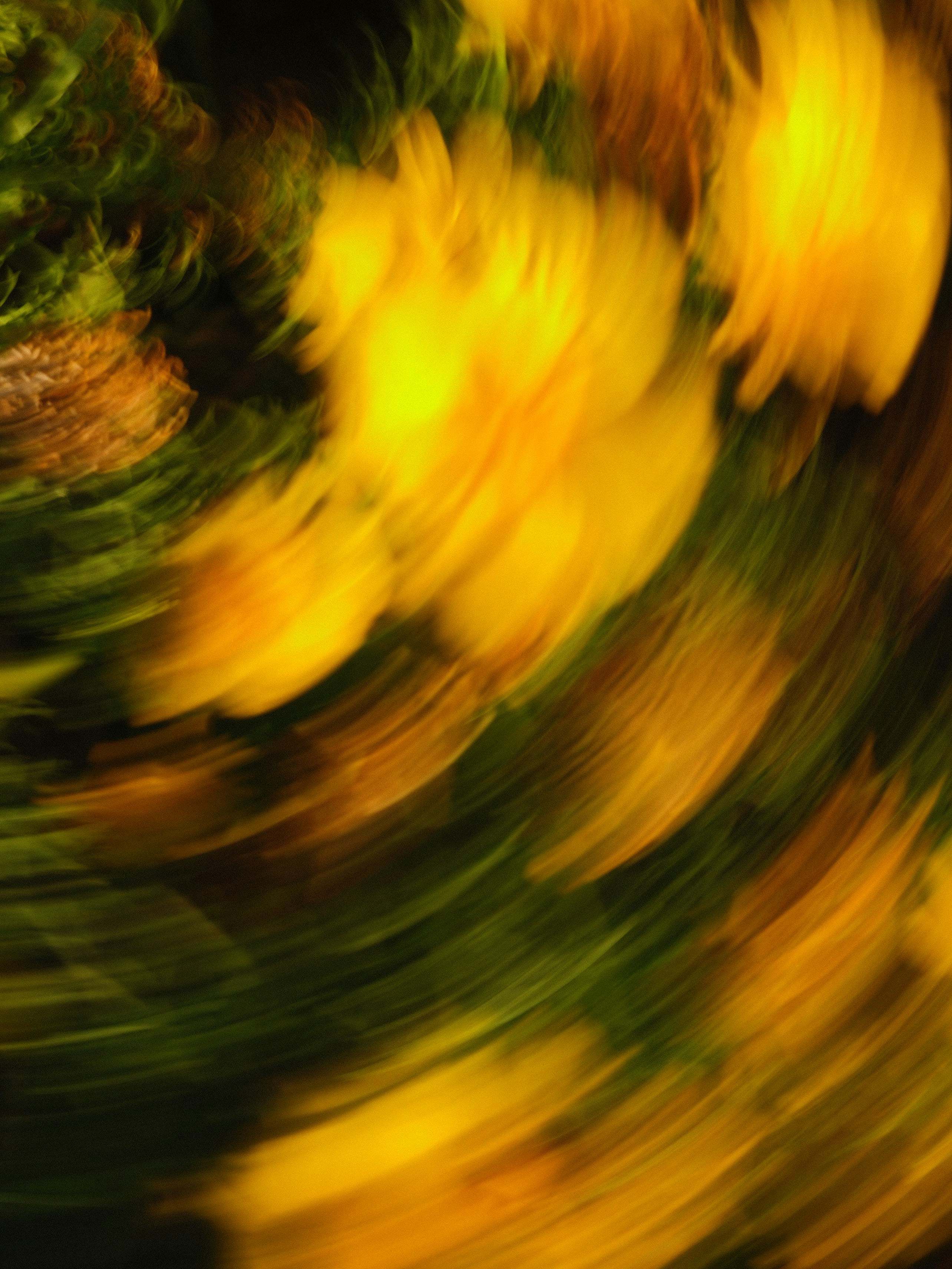 Sunlit Whirl: A Burst of Autumn Color in Motion