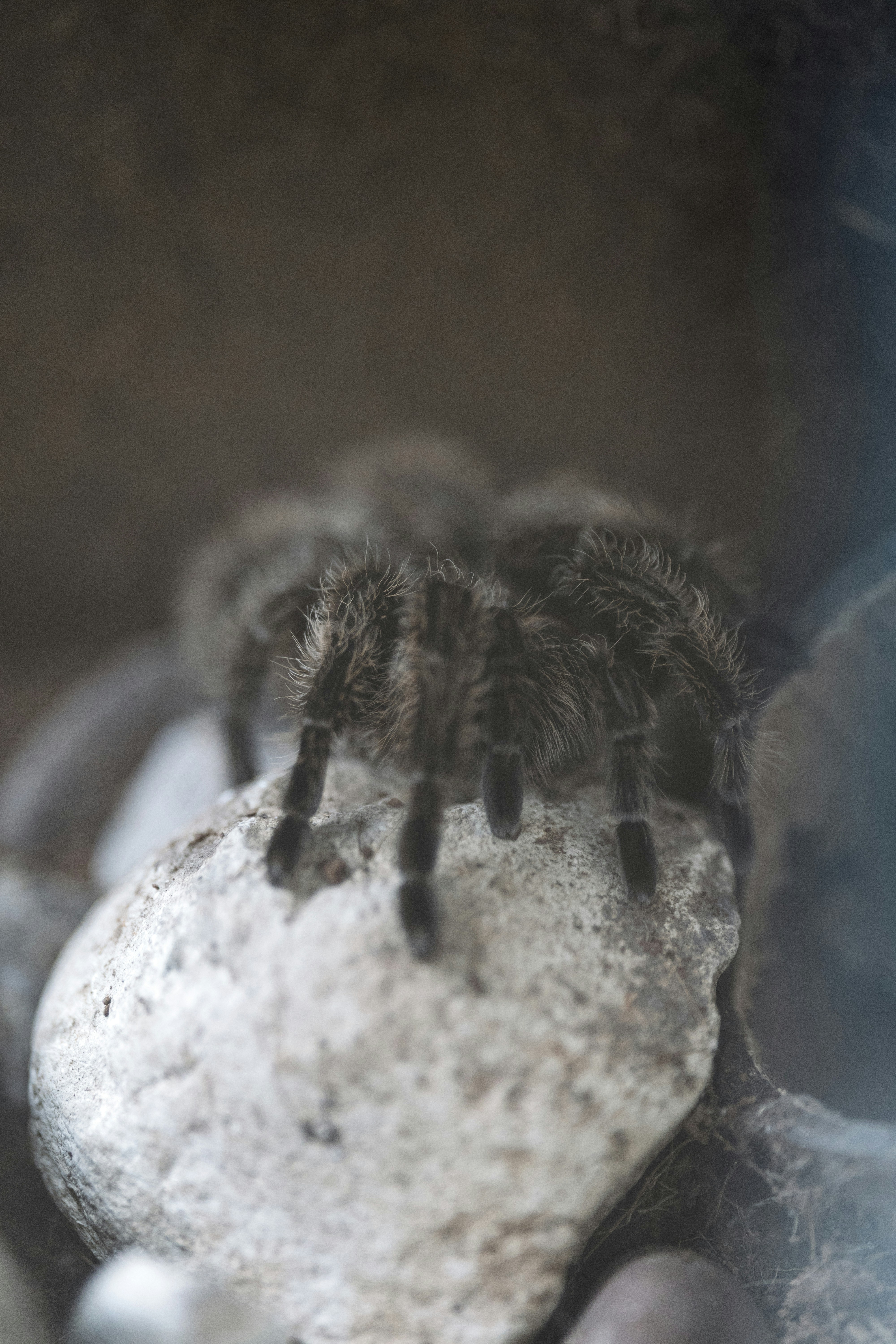 A Velvet Gait: Close-Up of a Hairy Crab Spider Between Pebbles