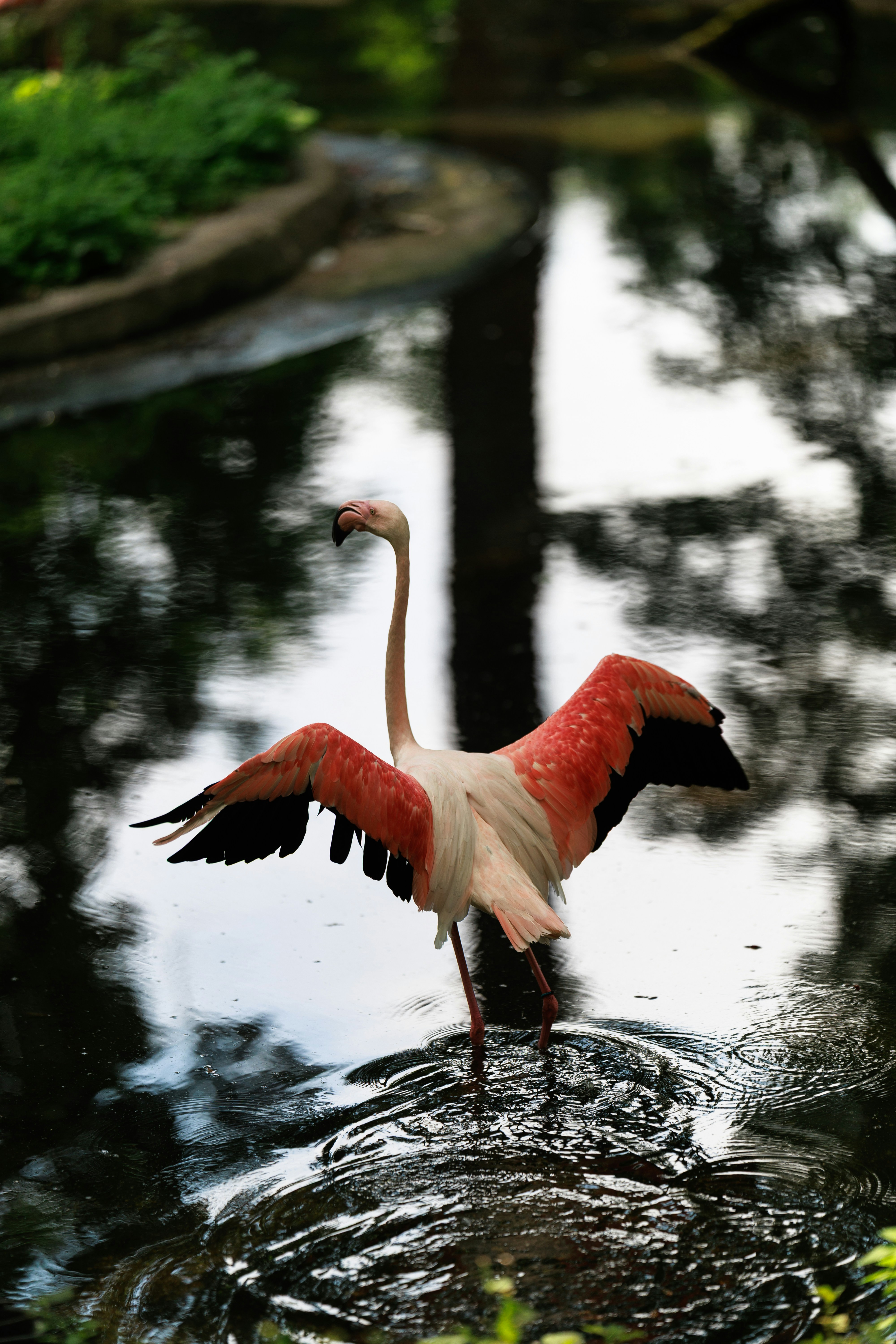 Flamingo in a Quiet Pond: Wings Outstretched at Dusk