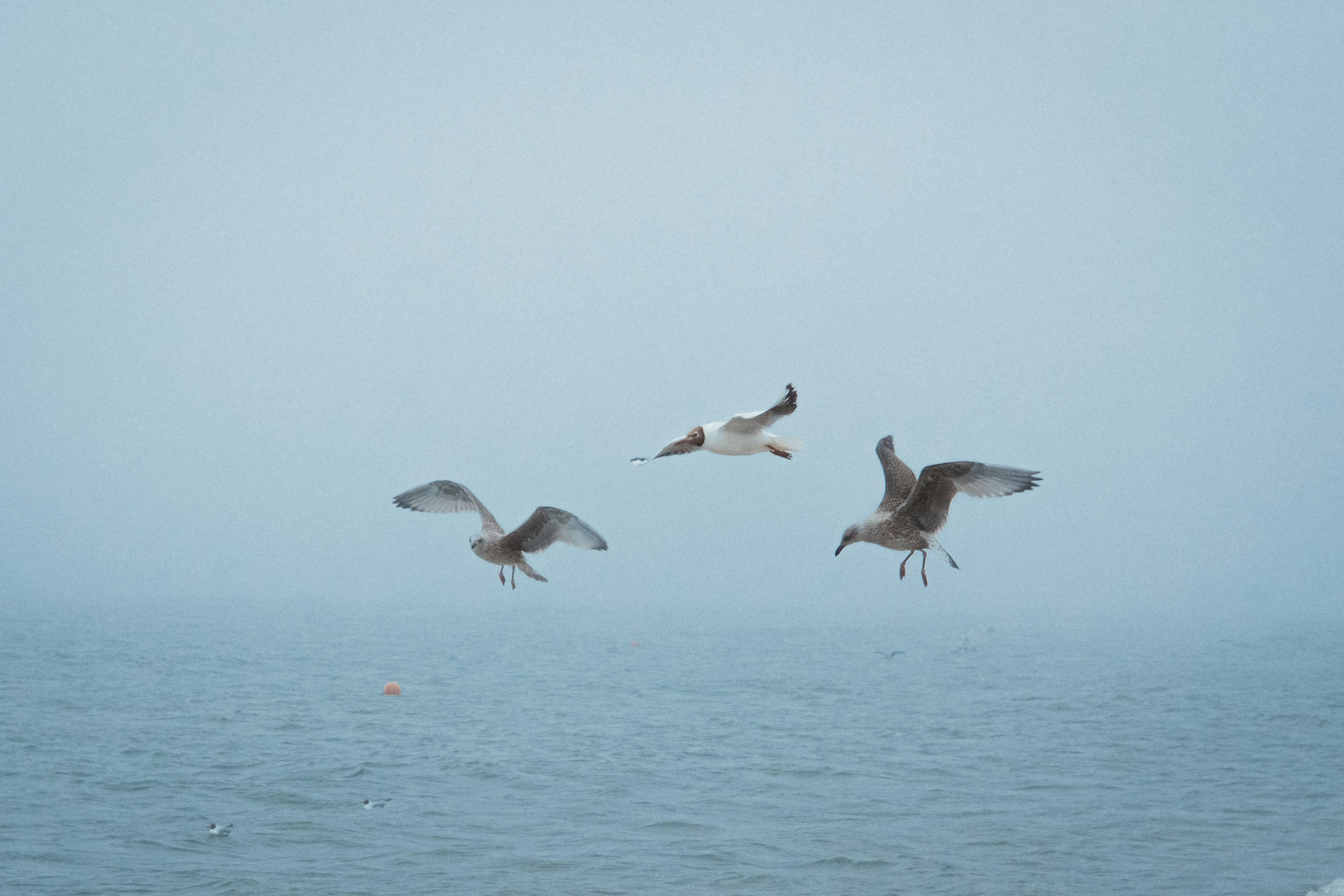 Three Seabirds Ascend From a Misty Sea