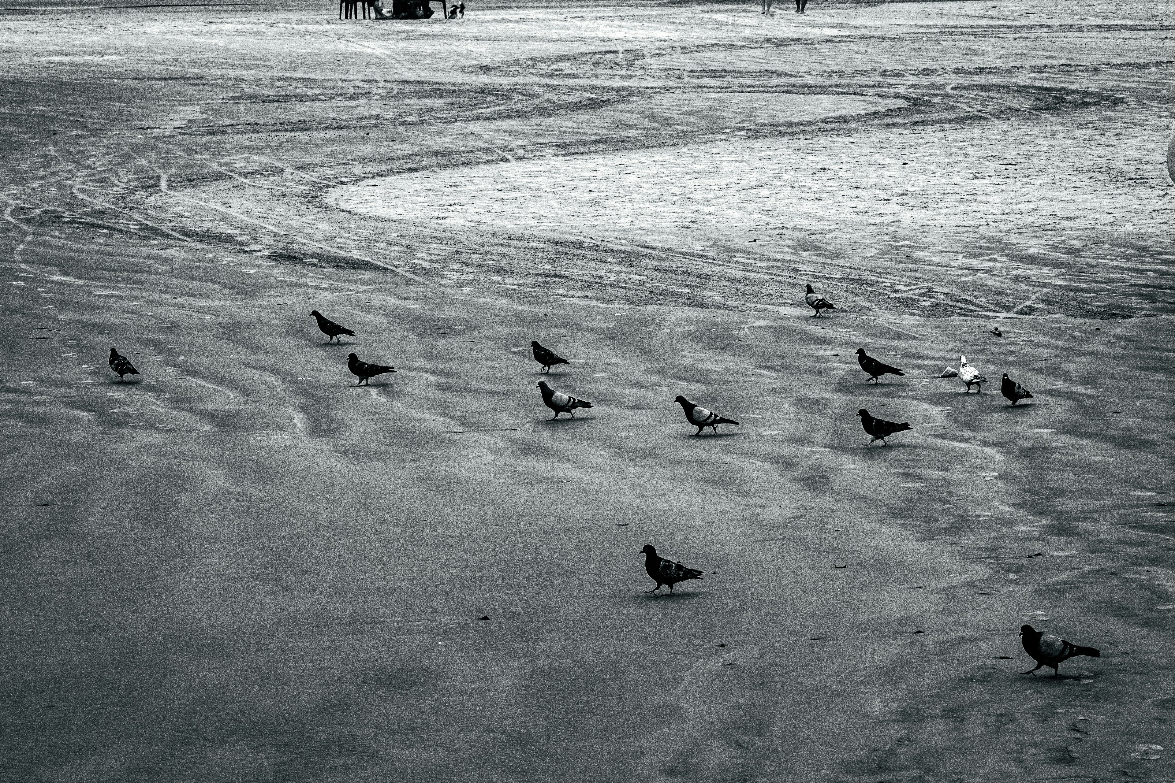 Migratory silhouettes across a frozen shoreline