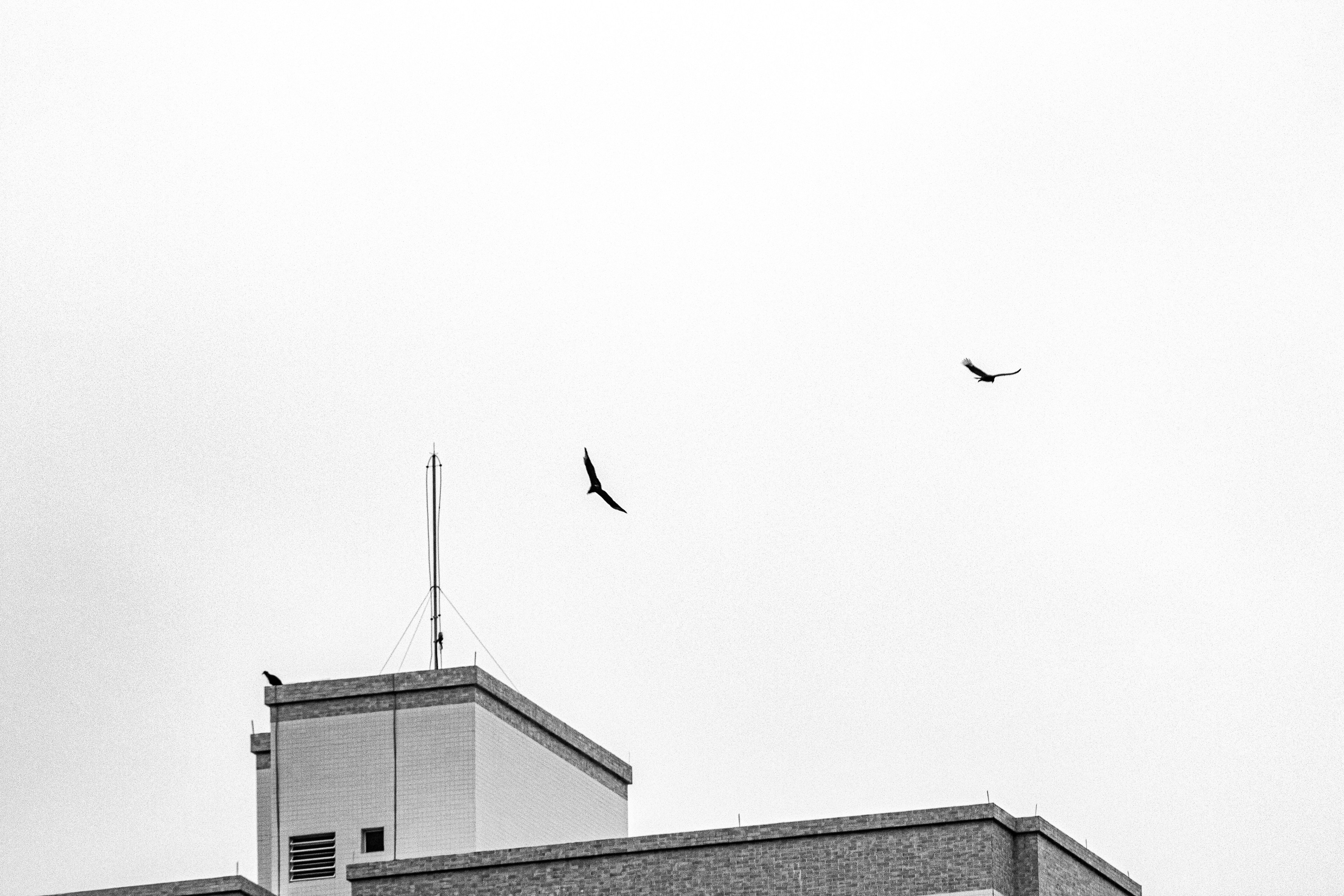 Monochrome urban rooftop scene with two birds gliding in a bright sky above a simple building edge.
