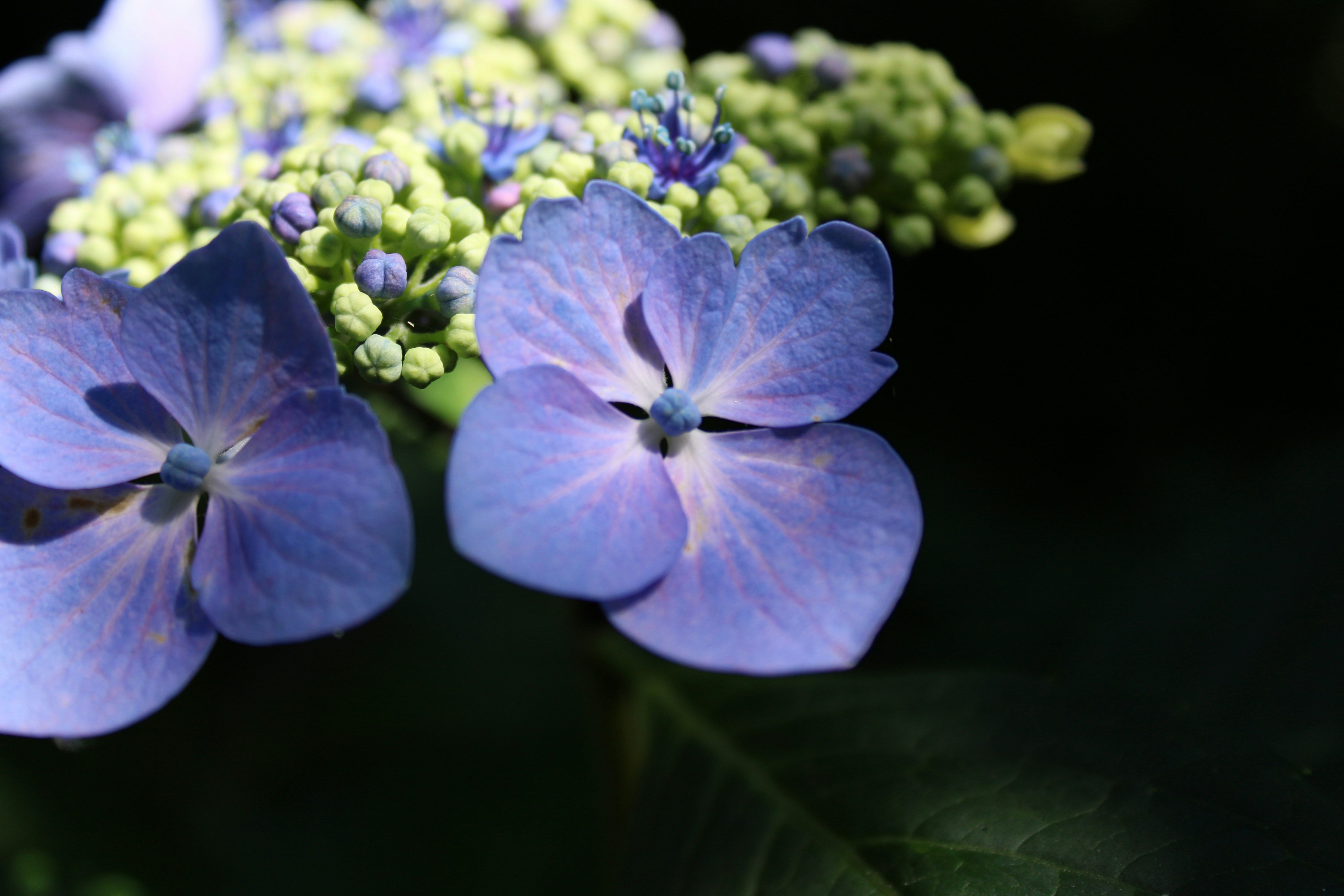 Lavender Hydrangea Bloom: A Quiet Close-Up in Dappled Light