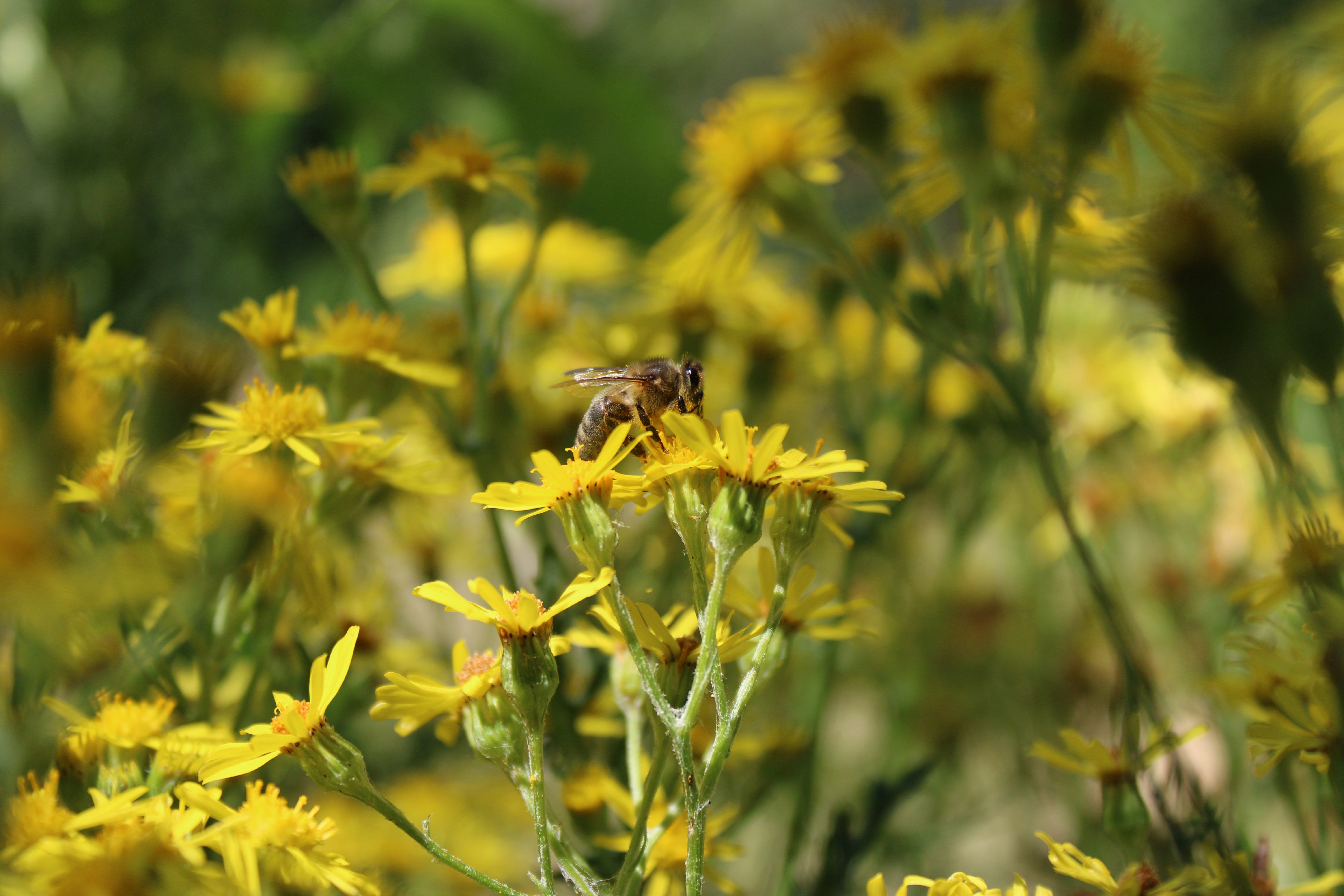 Golden Meadow: Bee in the Heart of the Bloom