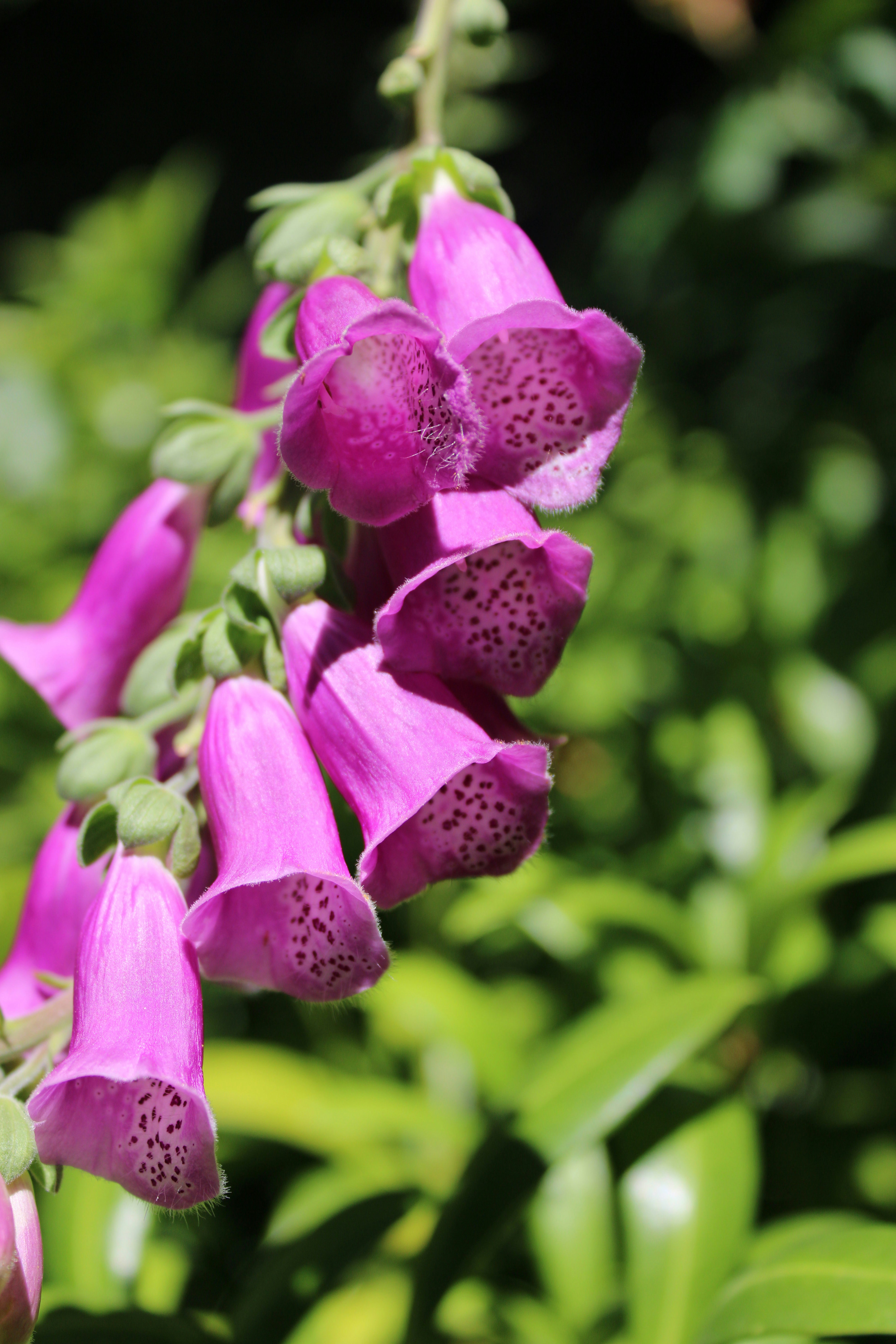 Purple bells of a foxglove cascade