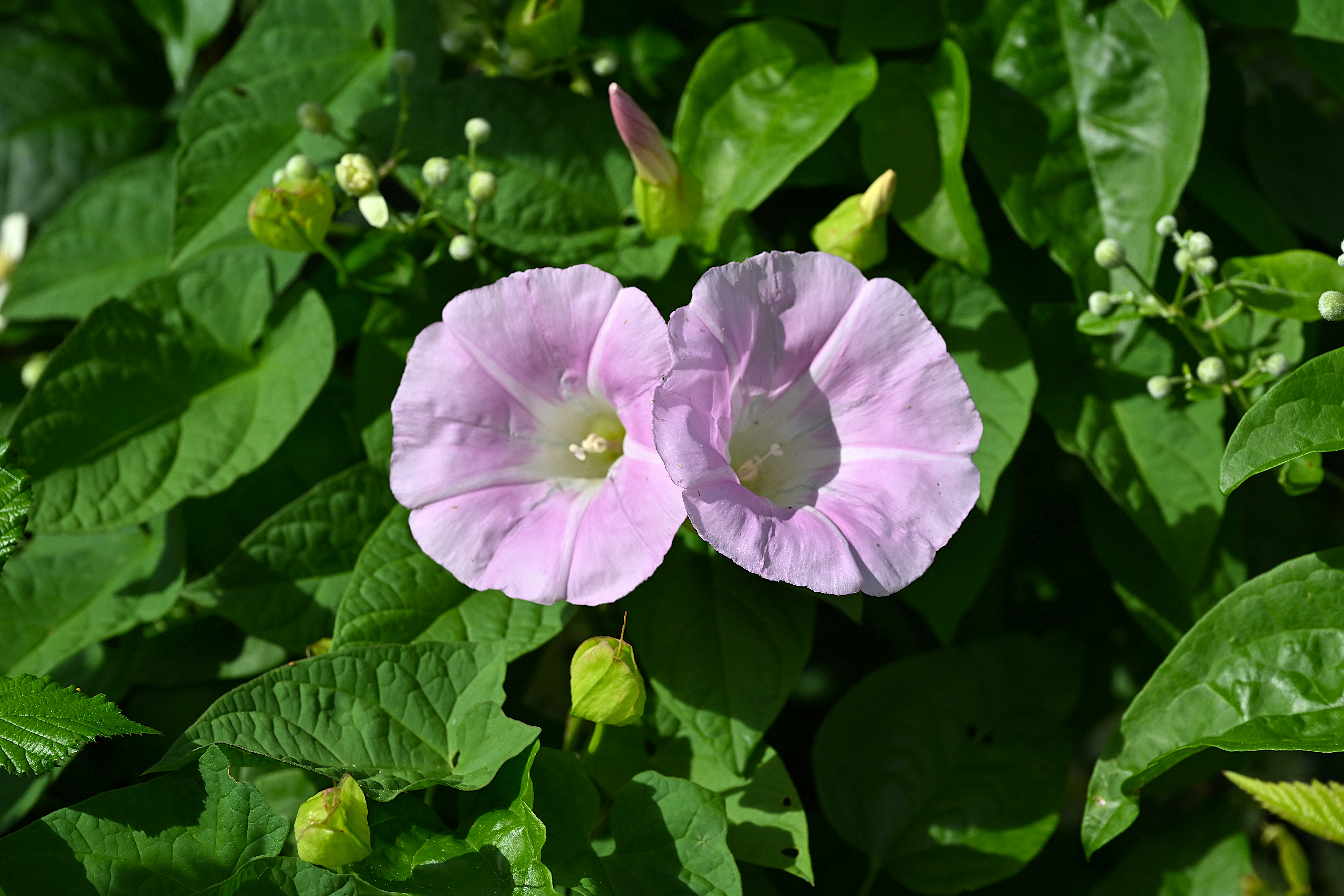 Pink Morning Glory Duo Against Lush Green Backdrop