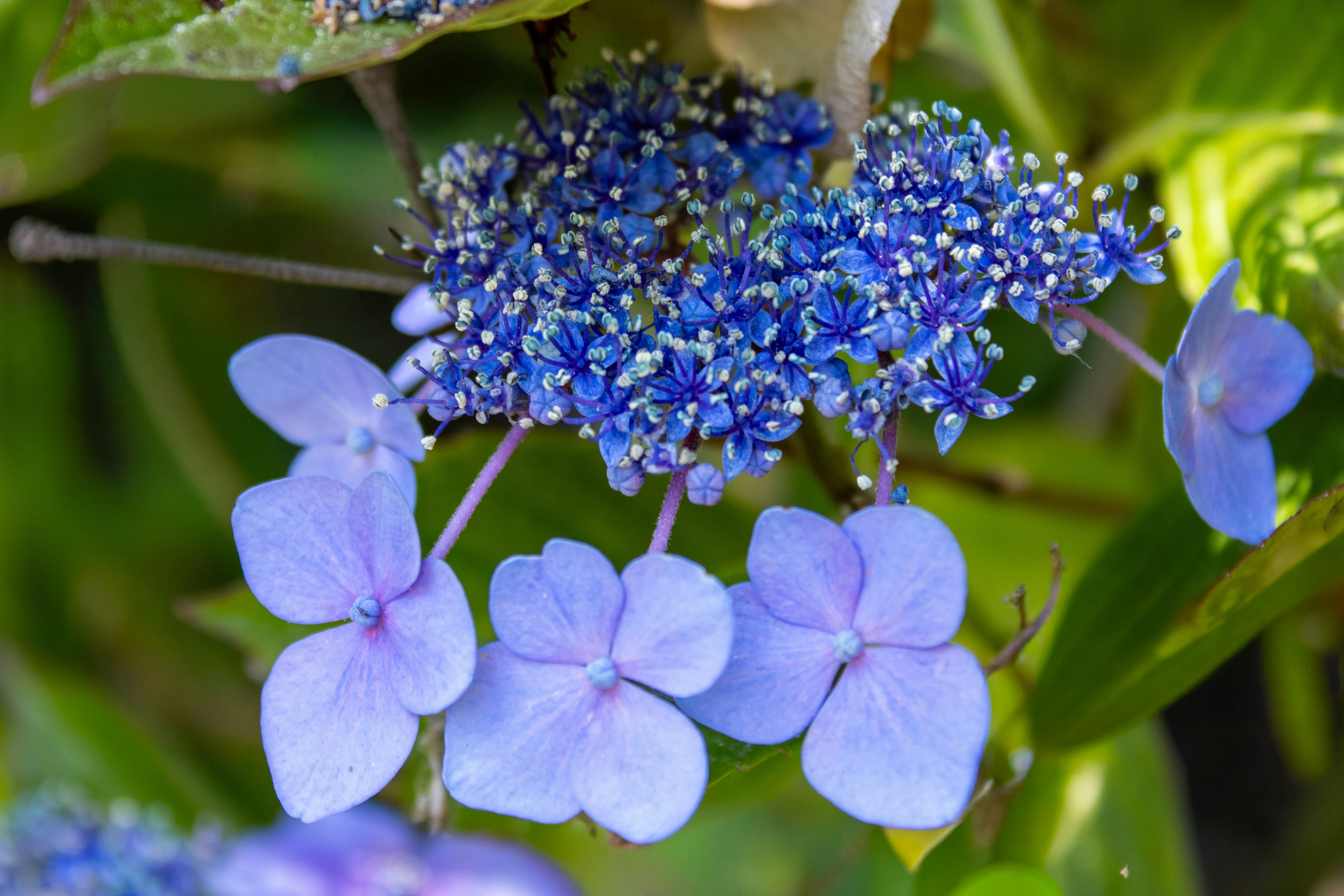 Azure Lace: Close-Up of Hydrangea Inflorescences in Sunlit Greenery