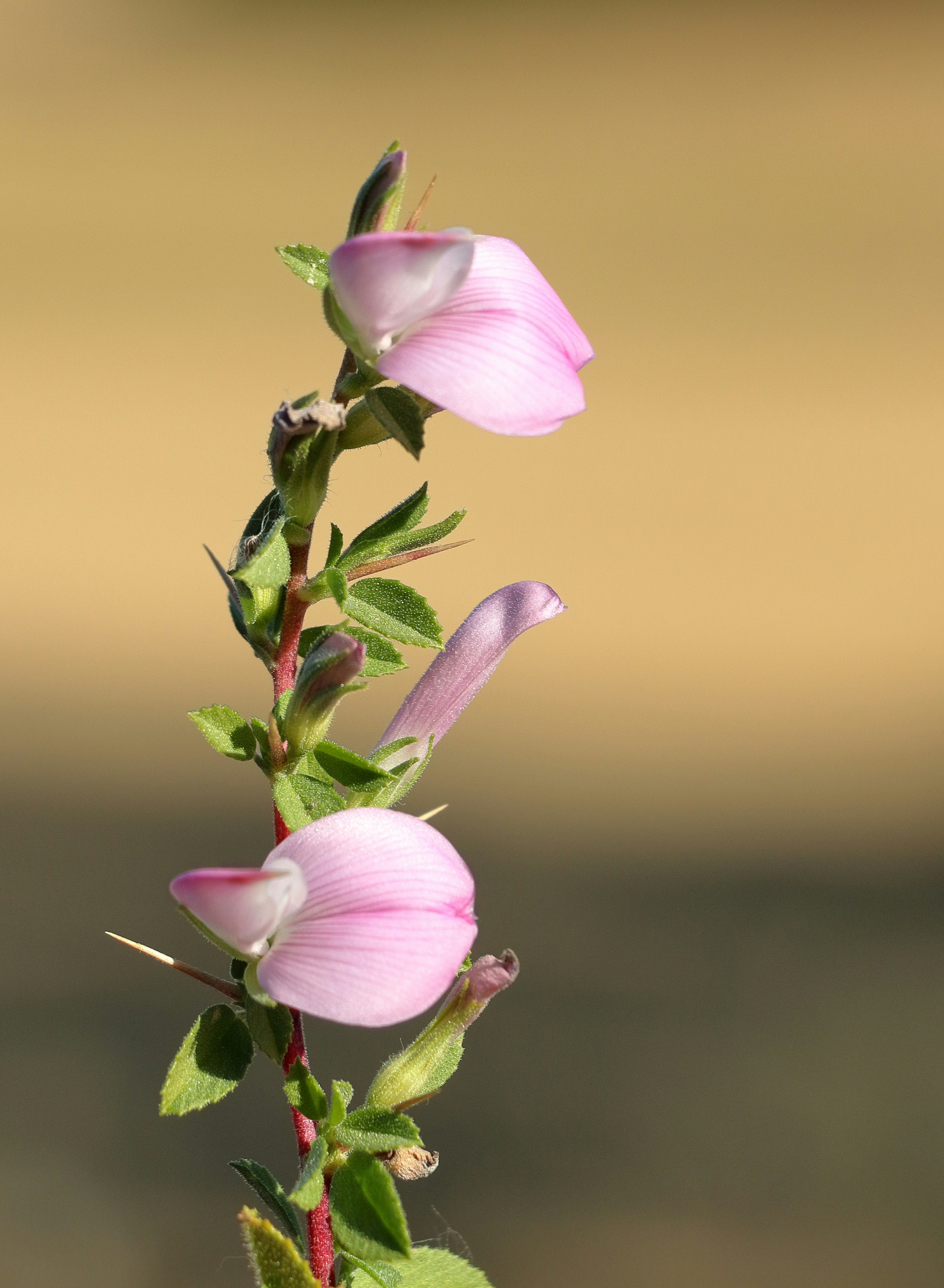 Pink Blooms on a Crimson Stem