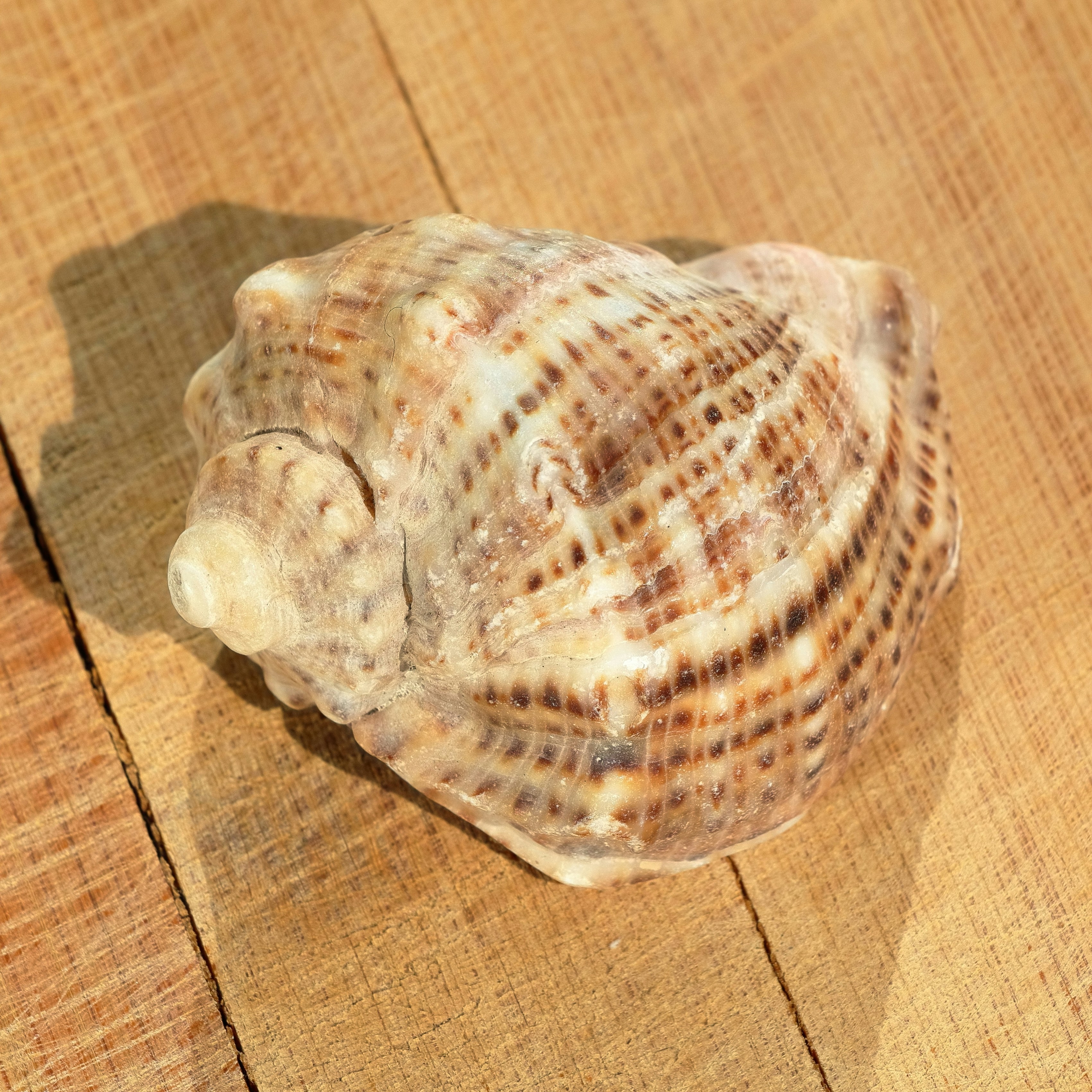 Sunlit Spiral: A Seashell On Weathered Wood