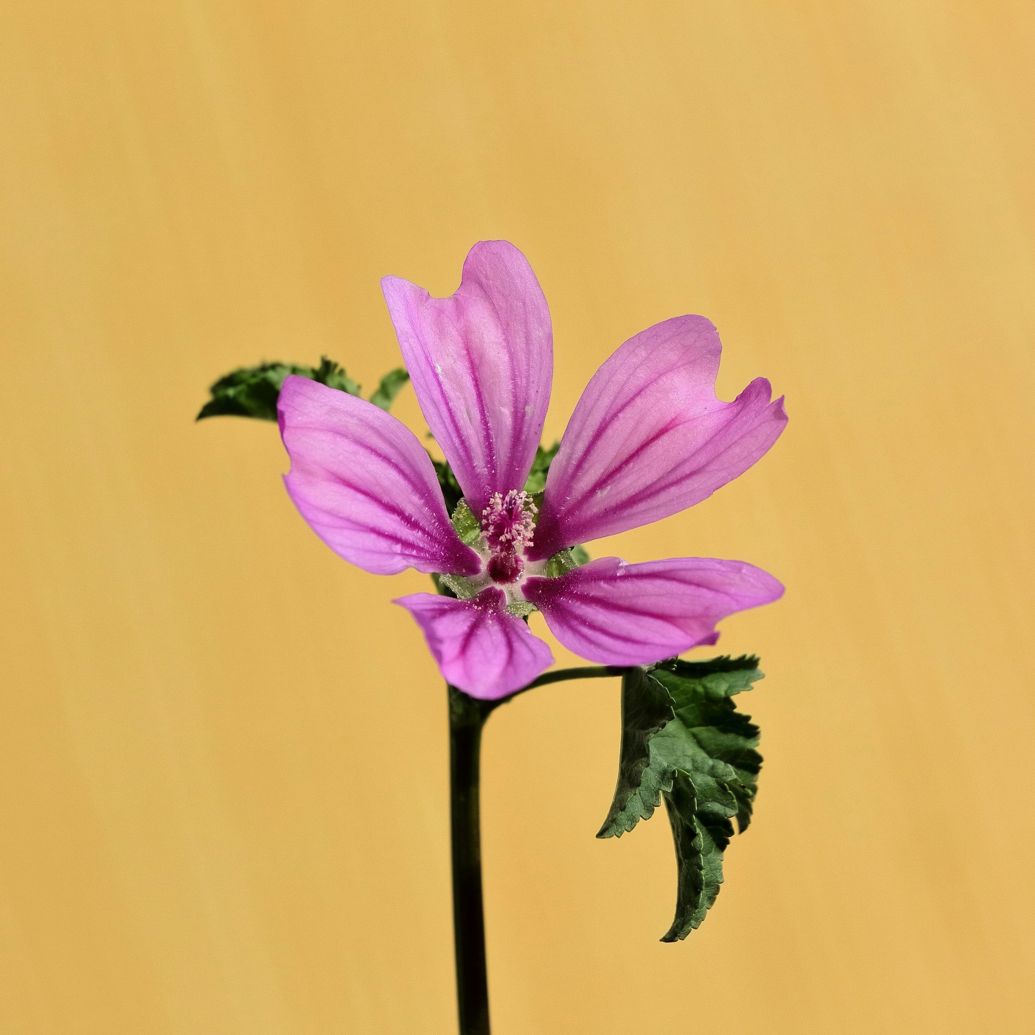 Pink Petals on a Slim Stem: Close-Up Against a Golden Backdrop