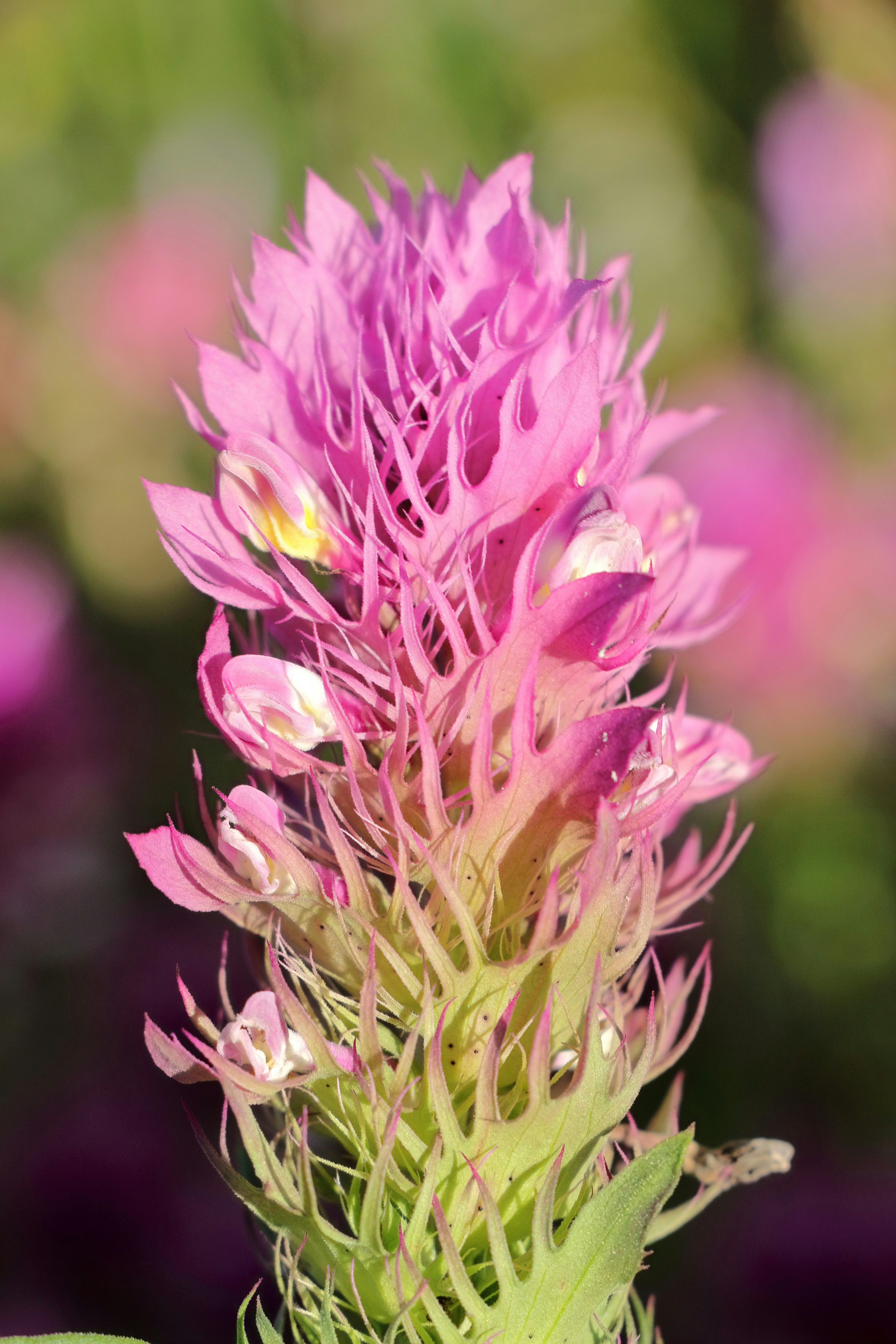 Pink Inkflower: a close-up with feathered petals reaching toward the light