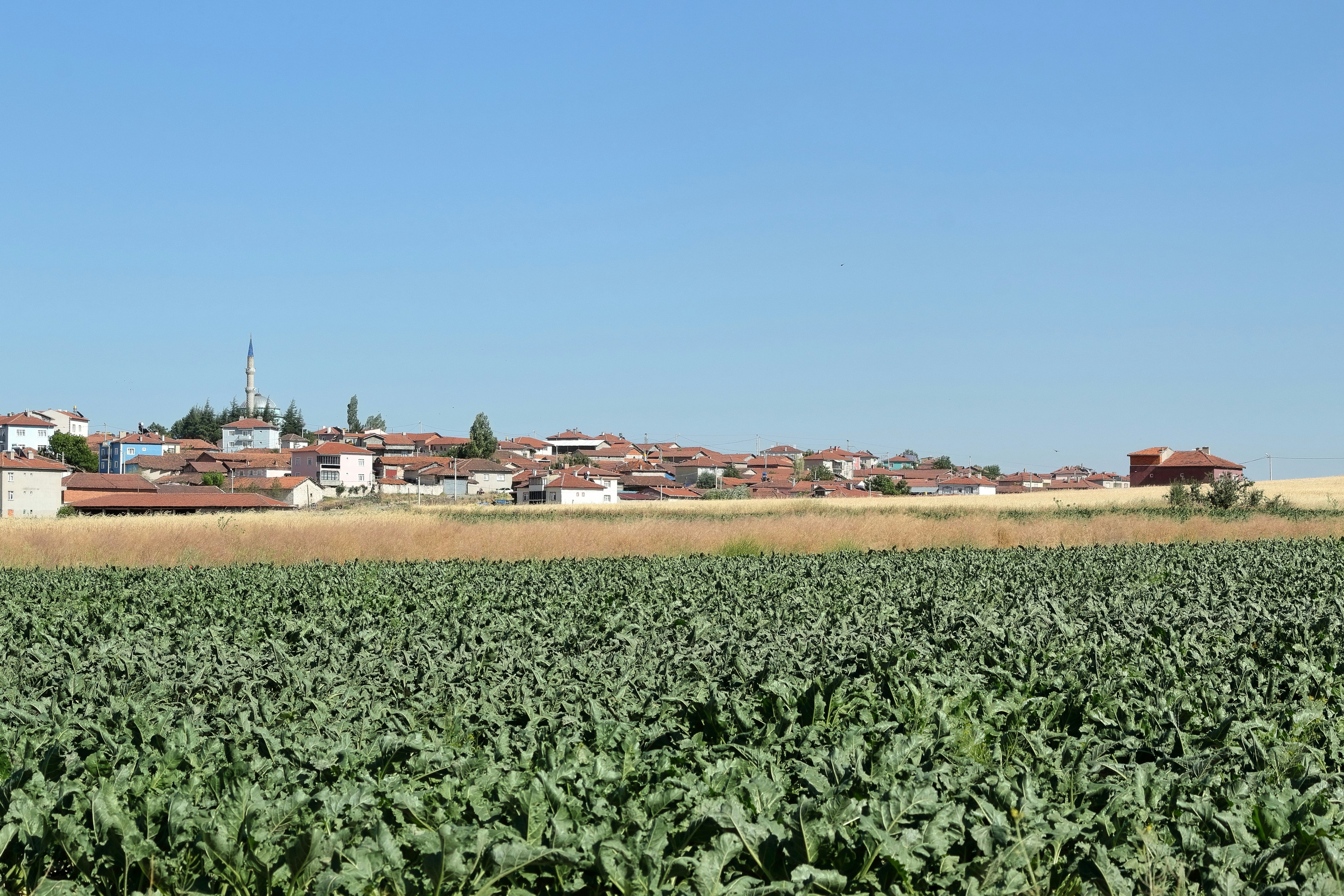 Fields Meet a Quiet Village Line Under a Clear Sky
