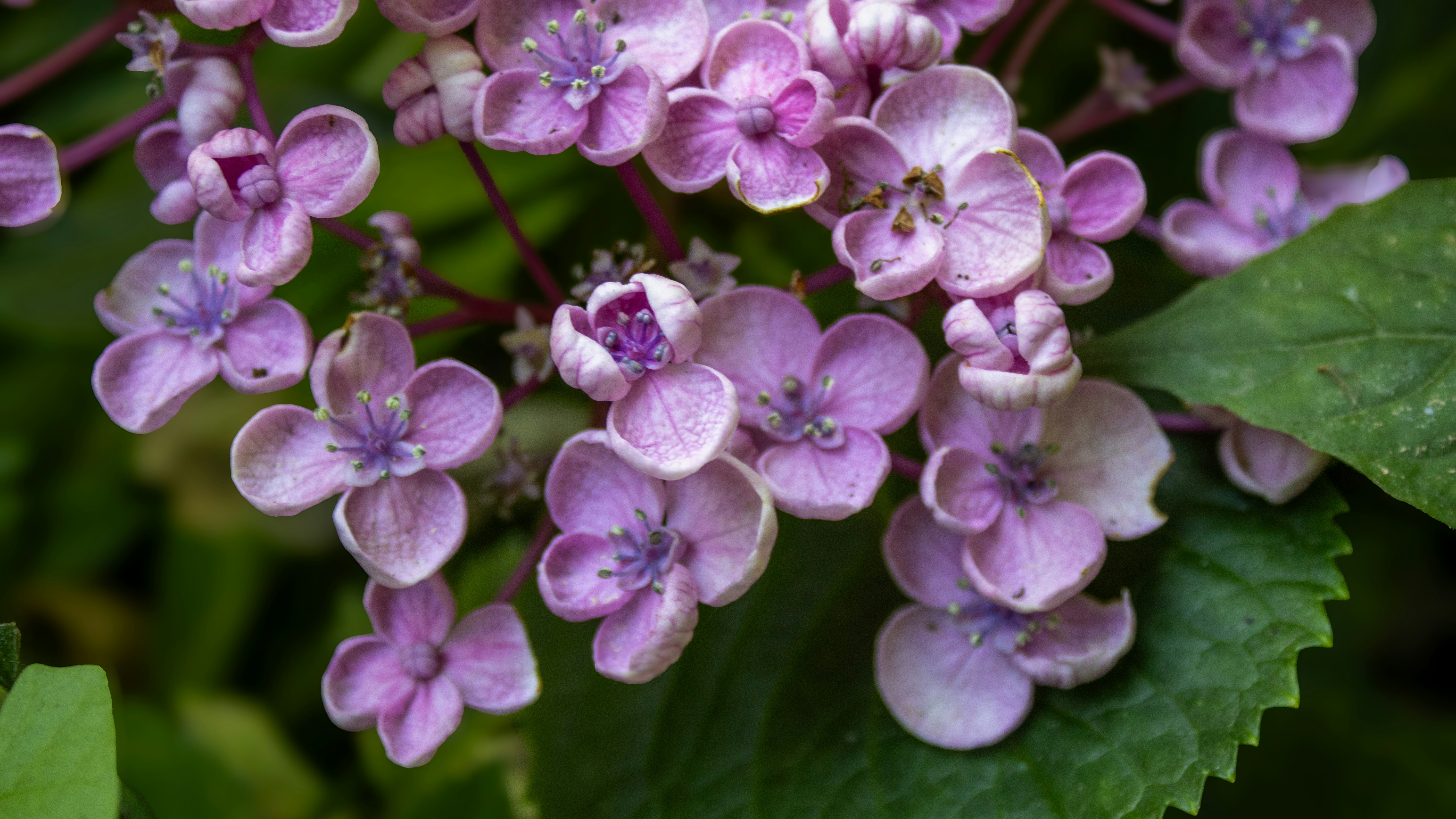 Lavender Cluster: Close-Up of Hydrangea Blossoms in Dewy Morning Light