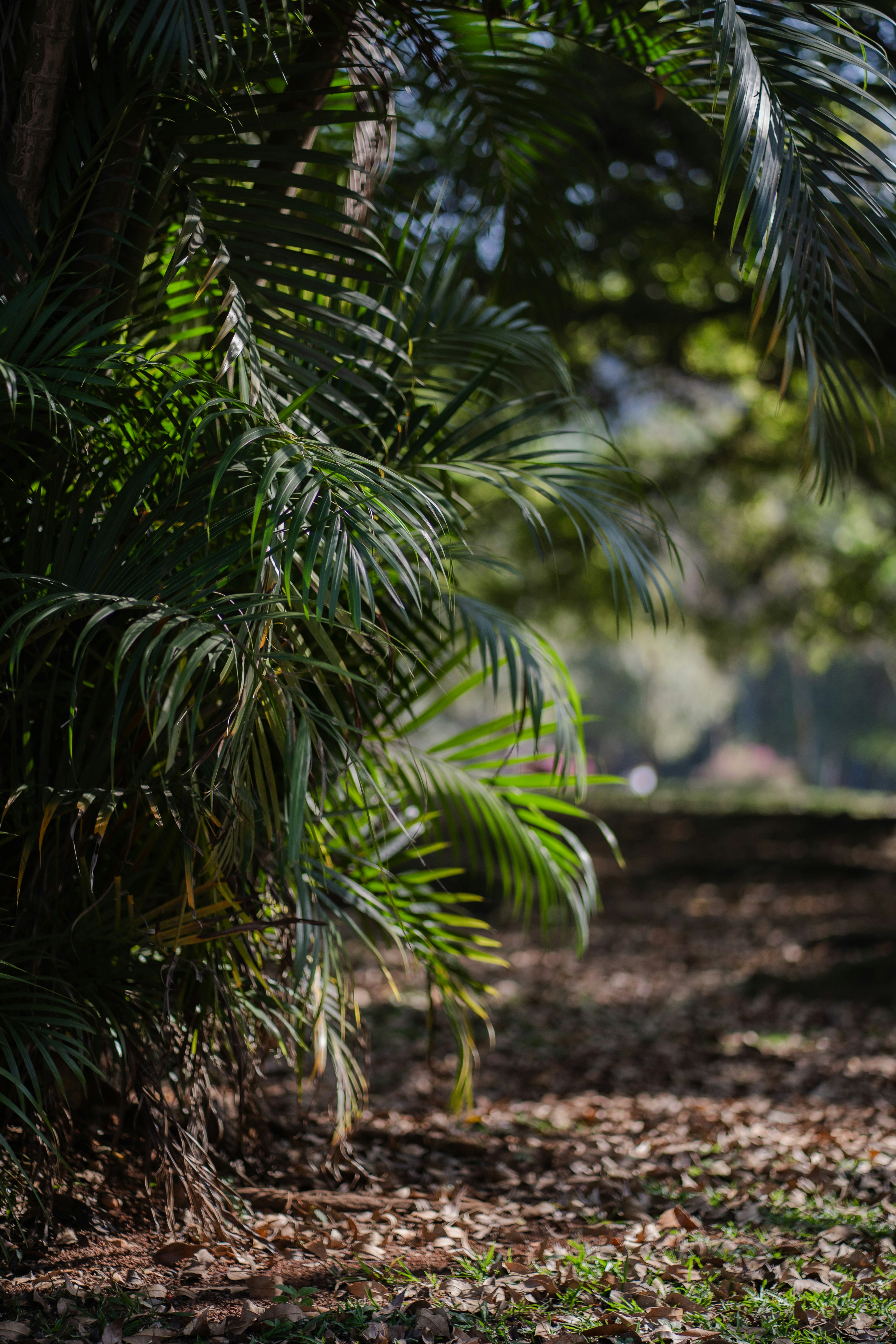 Verdant Corridor: Sunlit Palm Foliage in a Quiet Garden