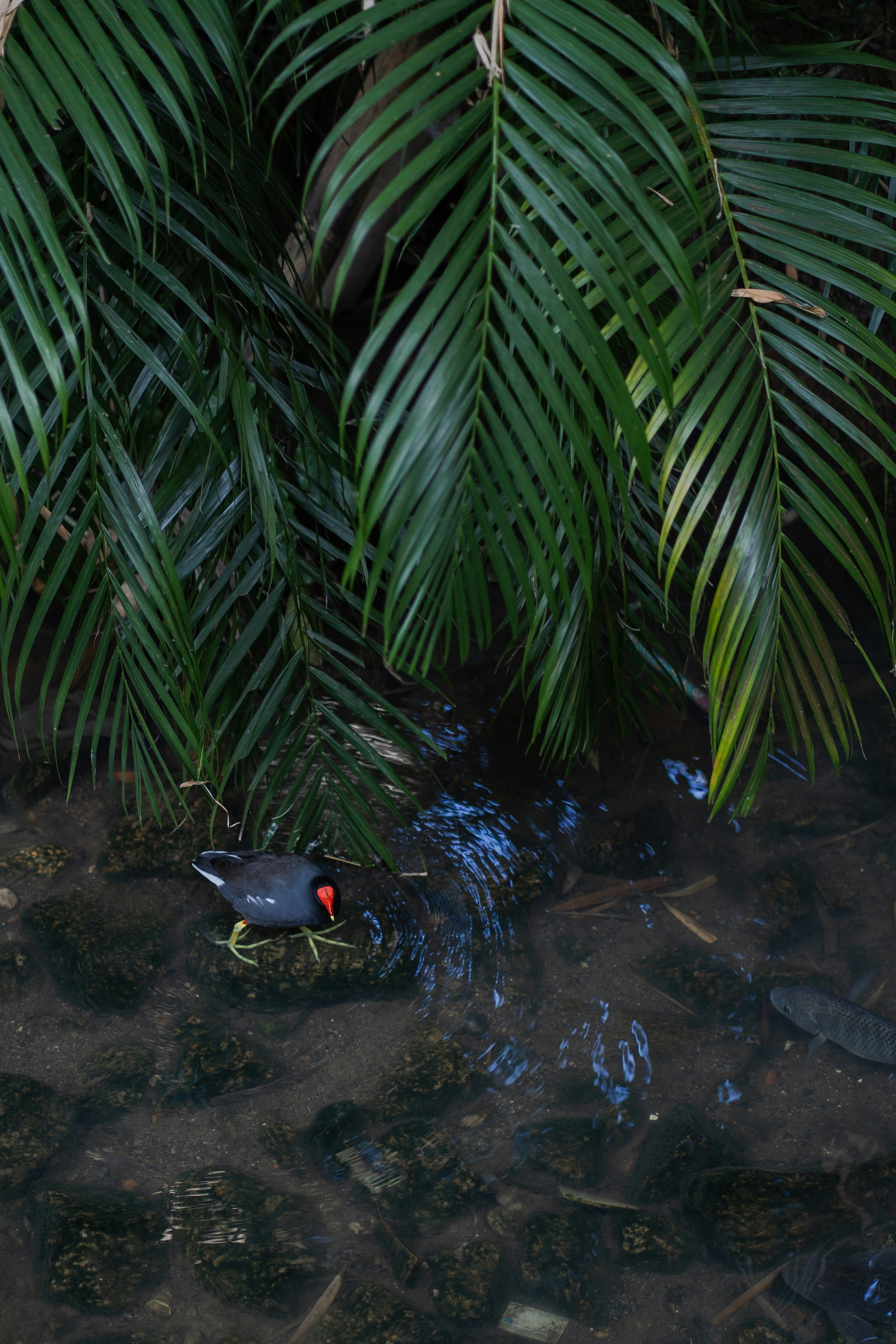 Red-beaked Moorhen at the Water's Edge Beneath Tropical Palms