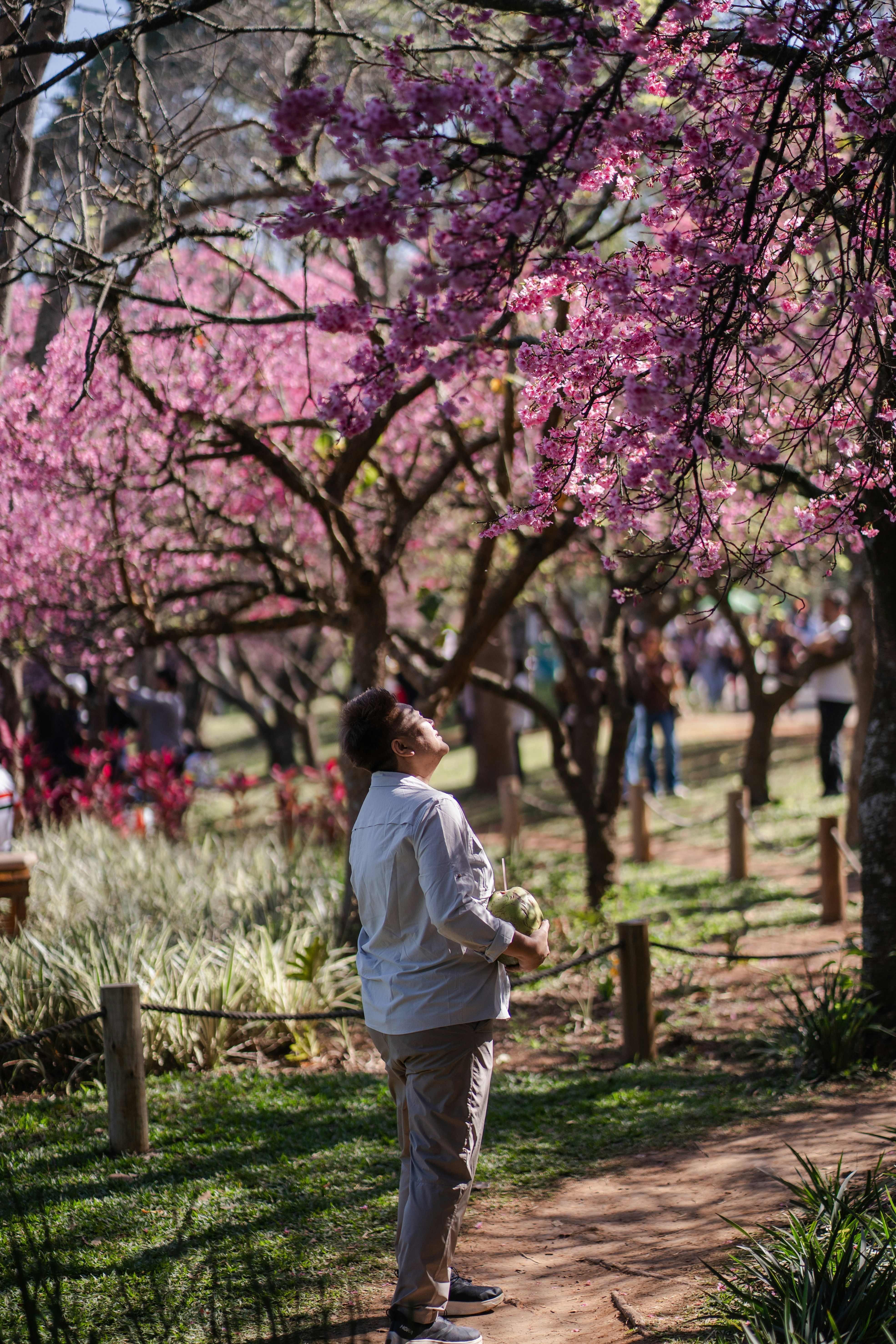 Breath of Pink Blossoms: A Quiet Moment Under Cherry Bloom