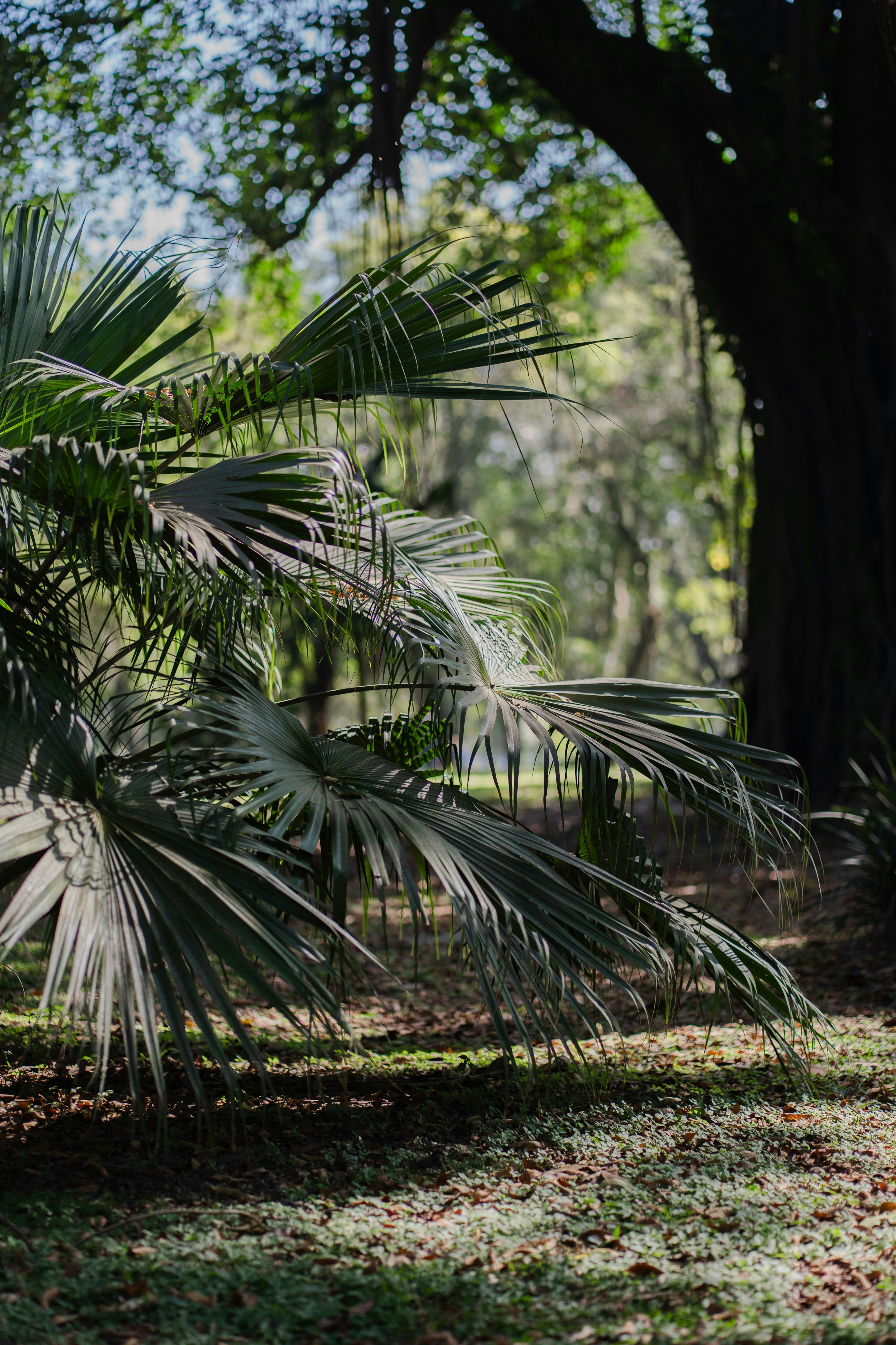 Palm Fronds in Dappled Woods
