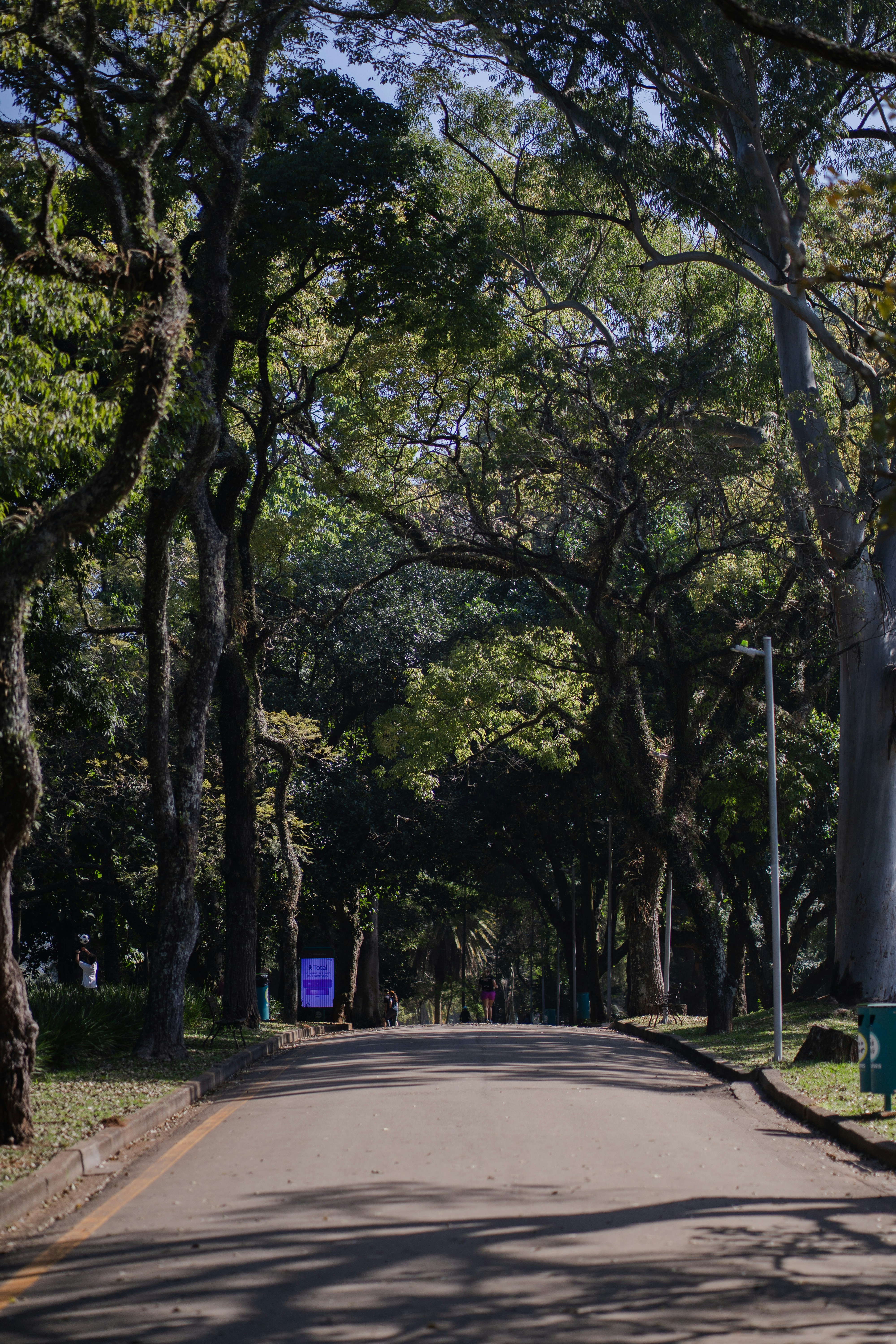 Canopy Corridor: A Quiet Tree-Lined Avenue