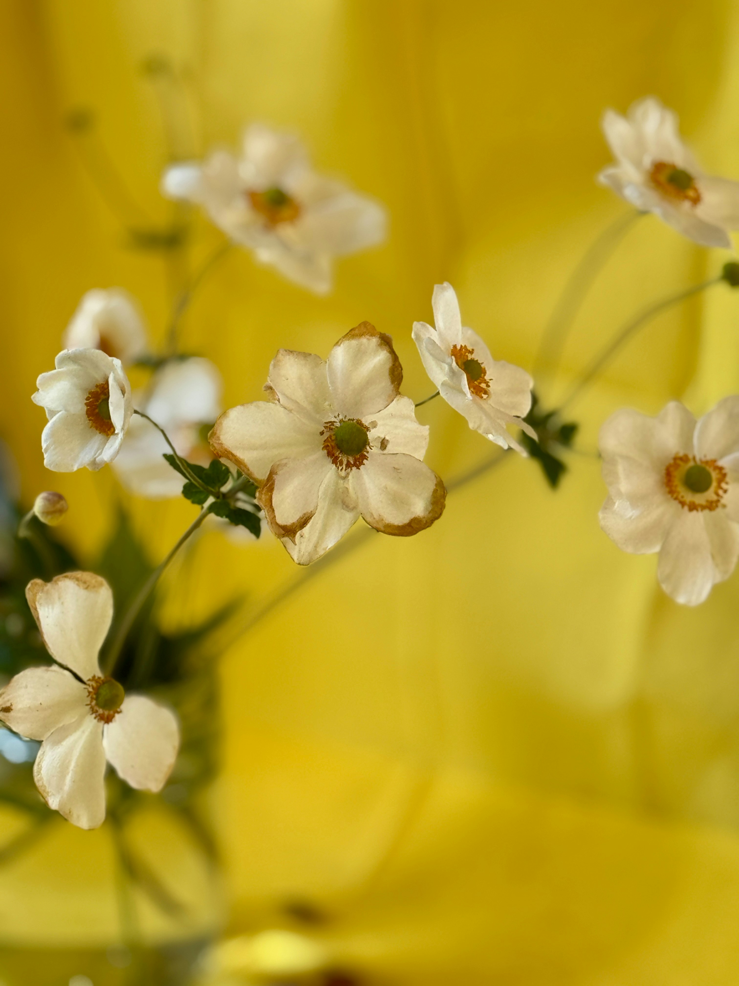 Soft white blossoms with yellow centers on slender stems bloom against a warm yellow background, creating a gentle floral still-life with shallow depth of field.