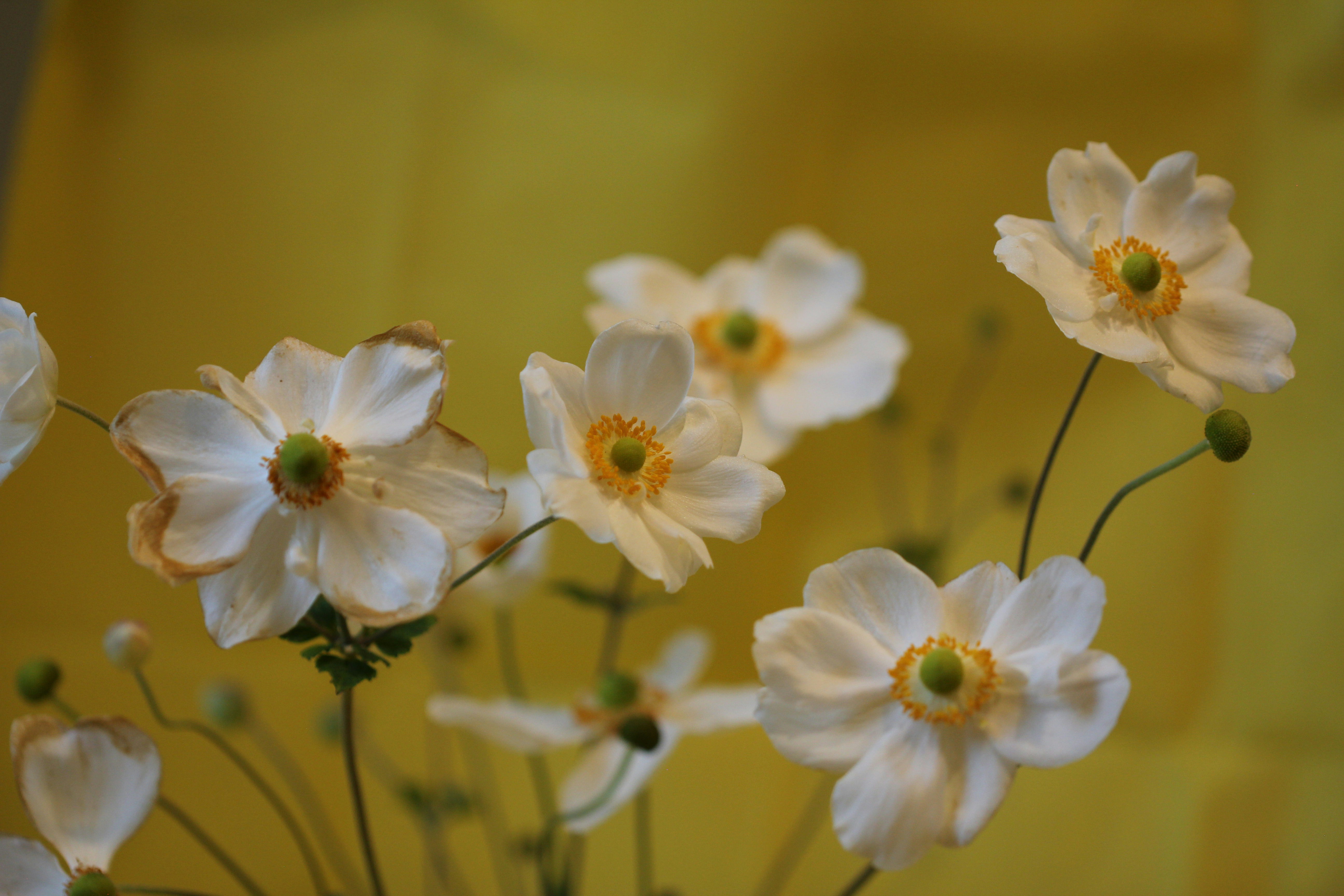 White Anemone Cluster in Soft Golden Backdrop