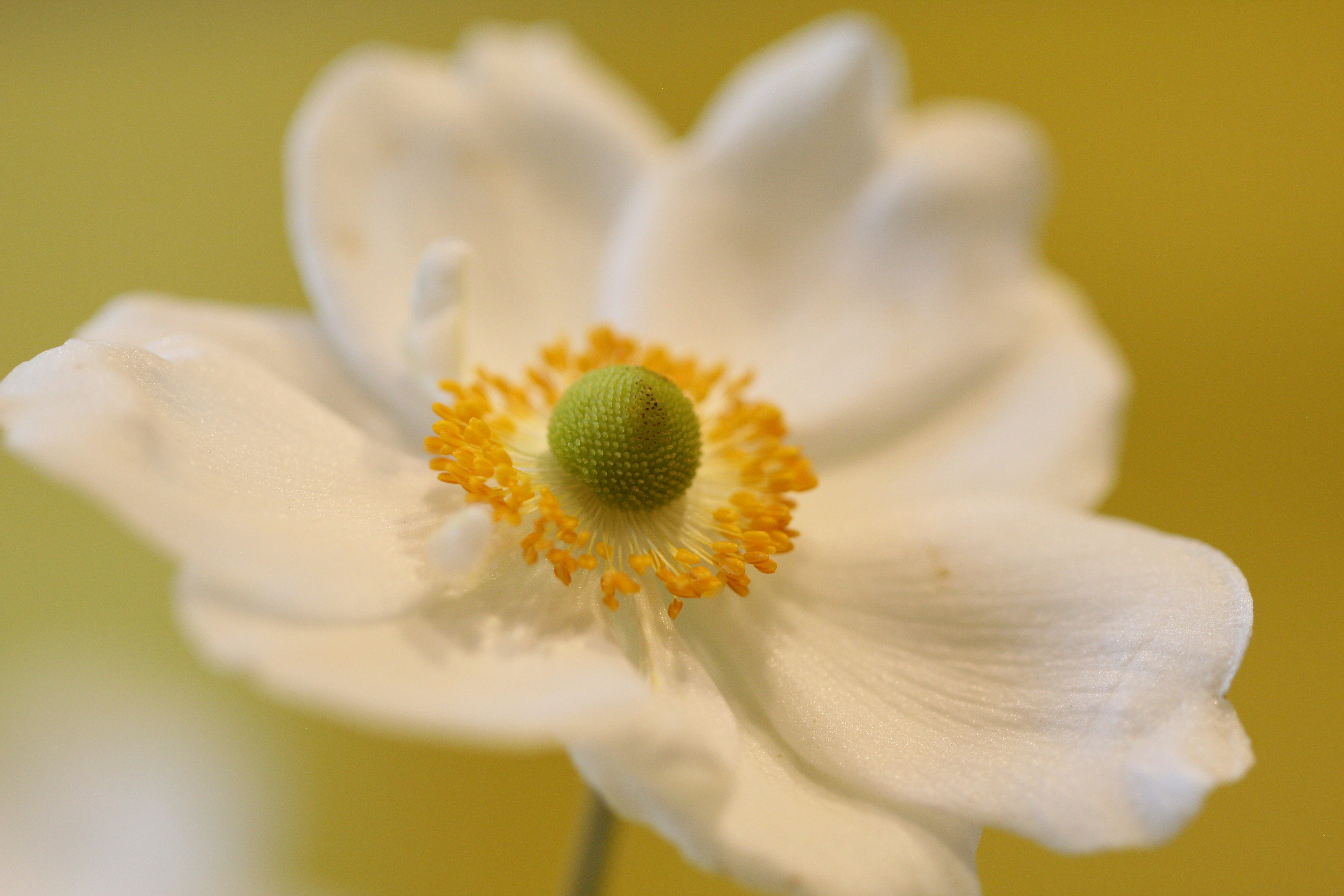 Close-up of a white anemone with lime-green center and orange stamen in soft-focus garden light