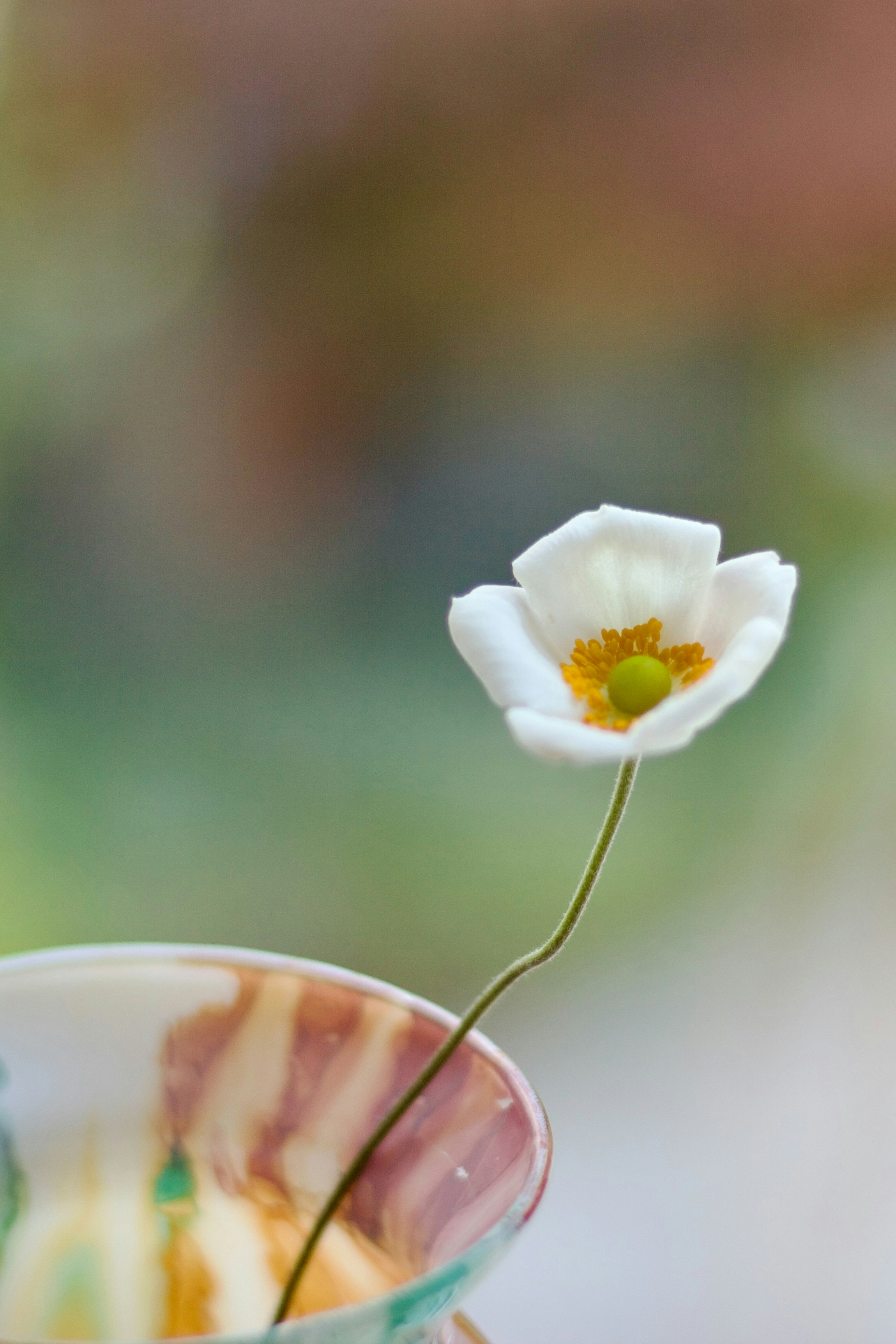 Delicate White Flower Emerges from a Colorful Teacup Garden