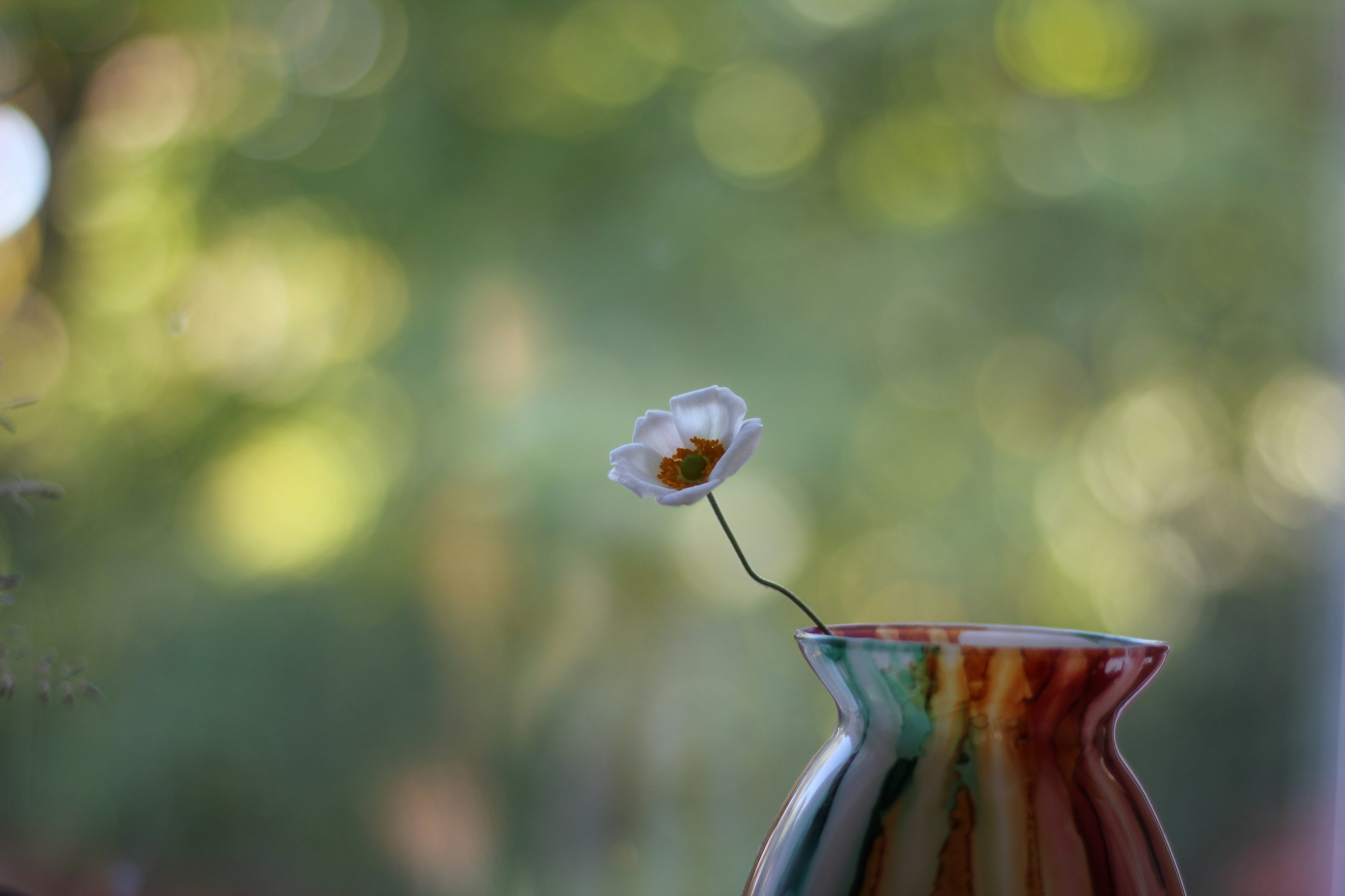 Floating Petal over Ceramic Vessel