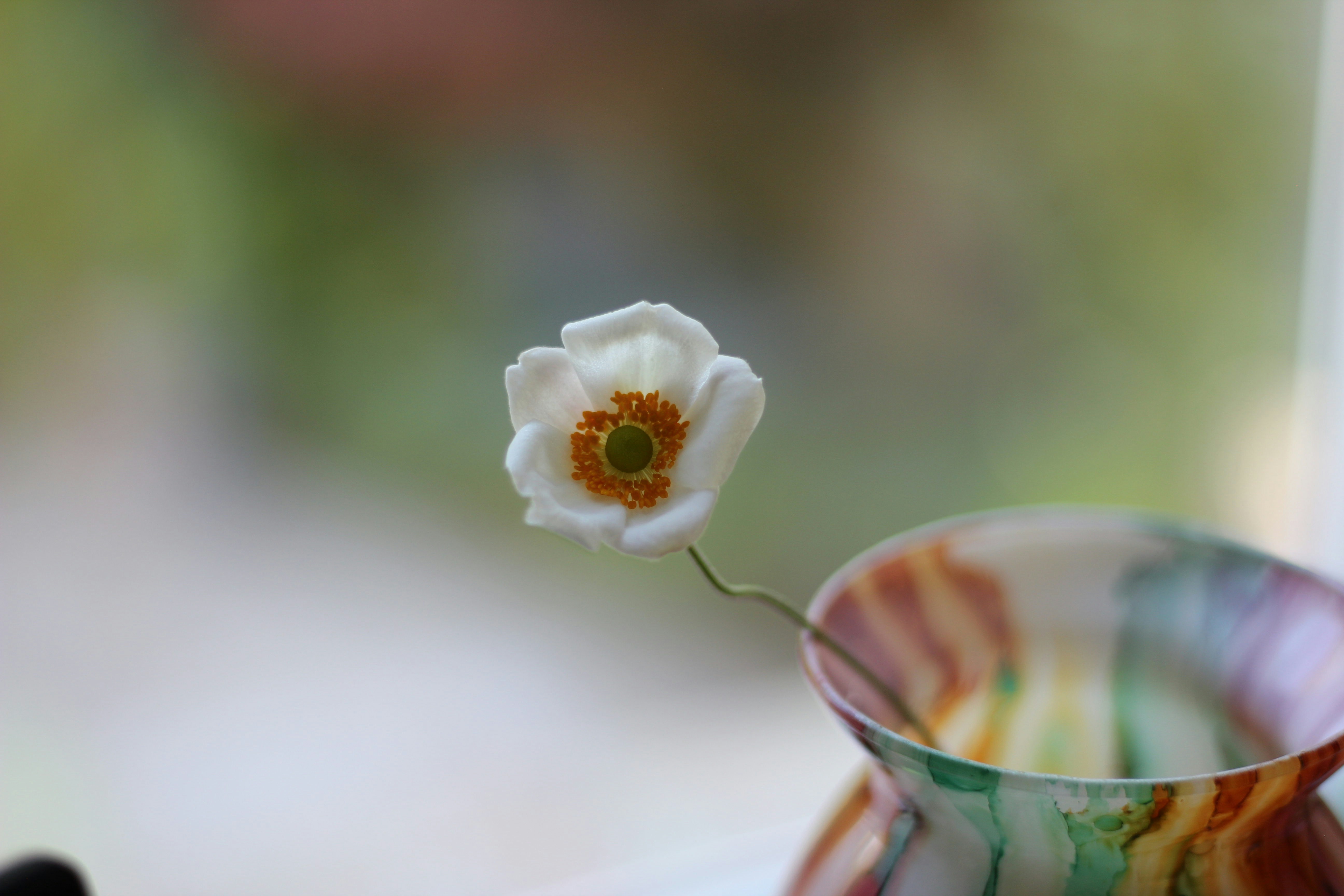 Tiny White Bloom on a Ceramic Rim: A Micro Still Life