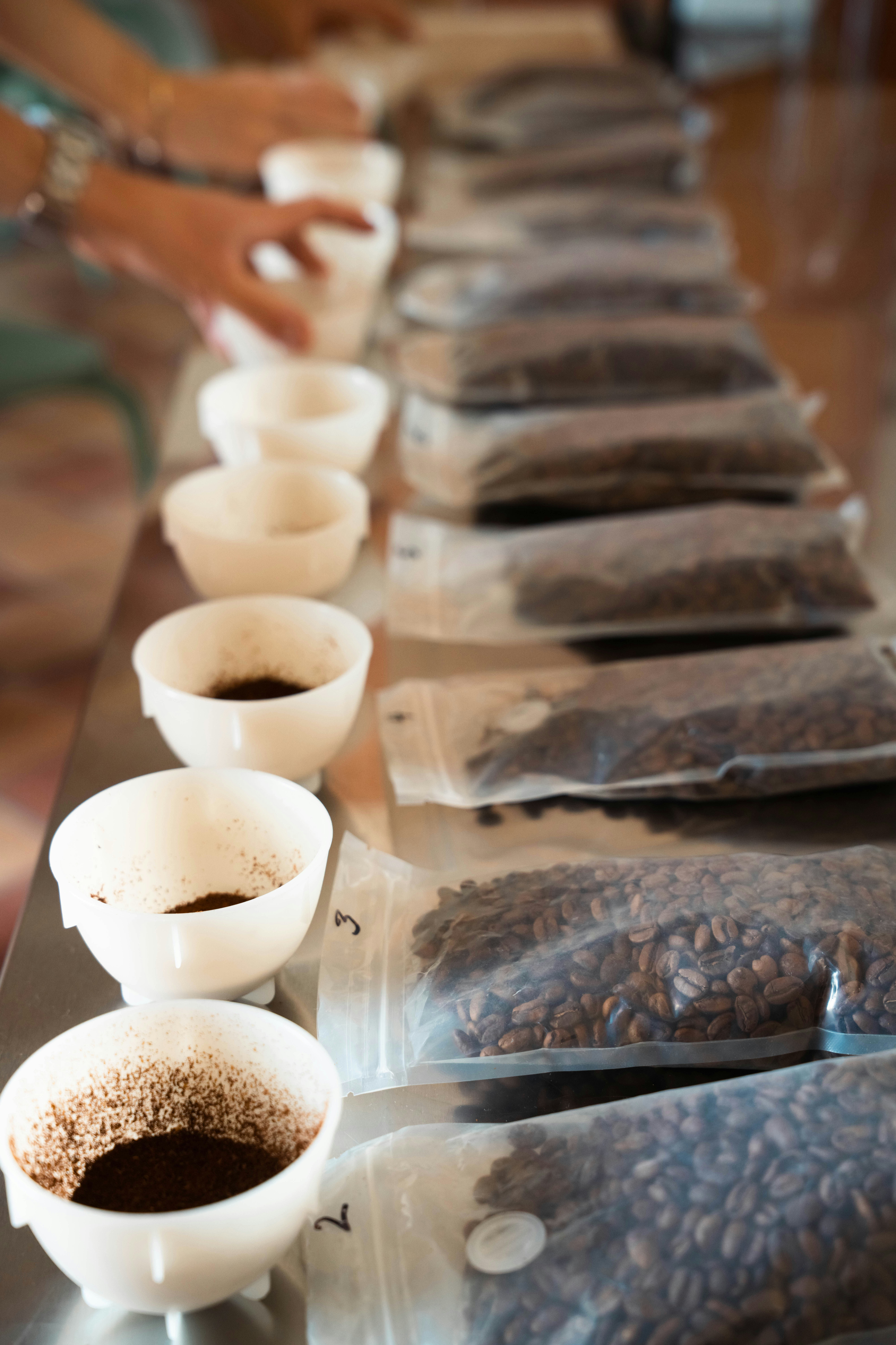 Row of Coffee Trials: Beans in Glass Pods Along the Tasting Bar