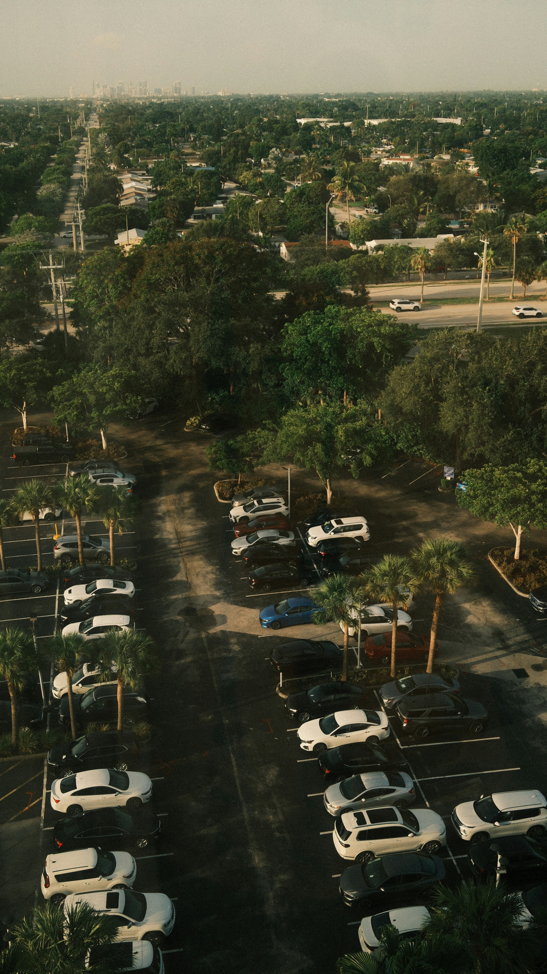 Aerial Parking Lot Tapestry: Green Canopies Above Concrete Rows