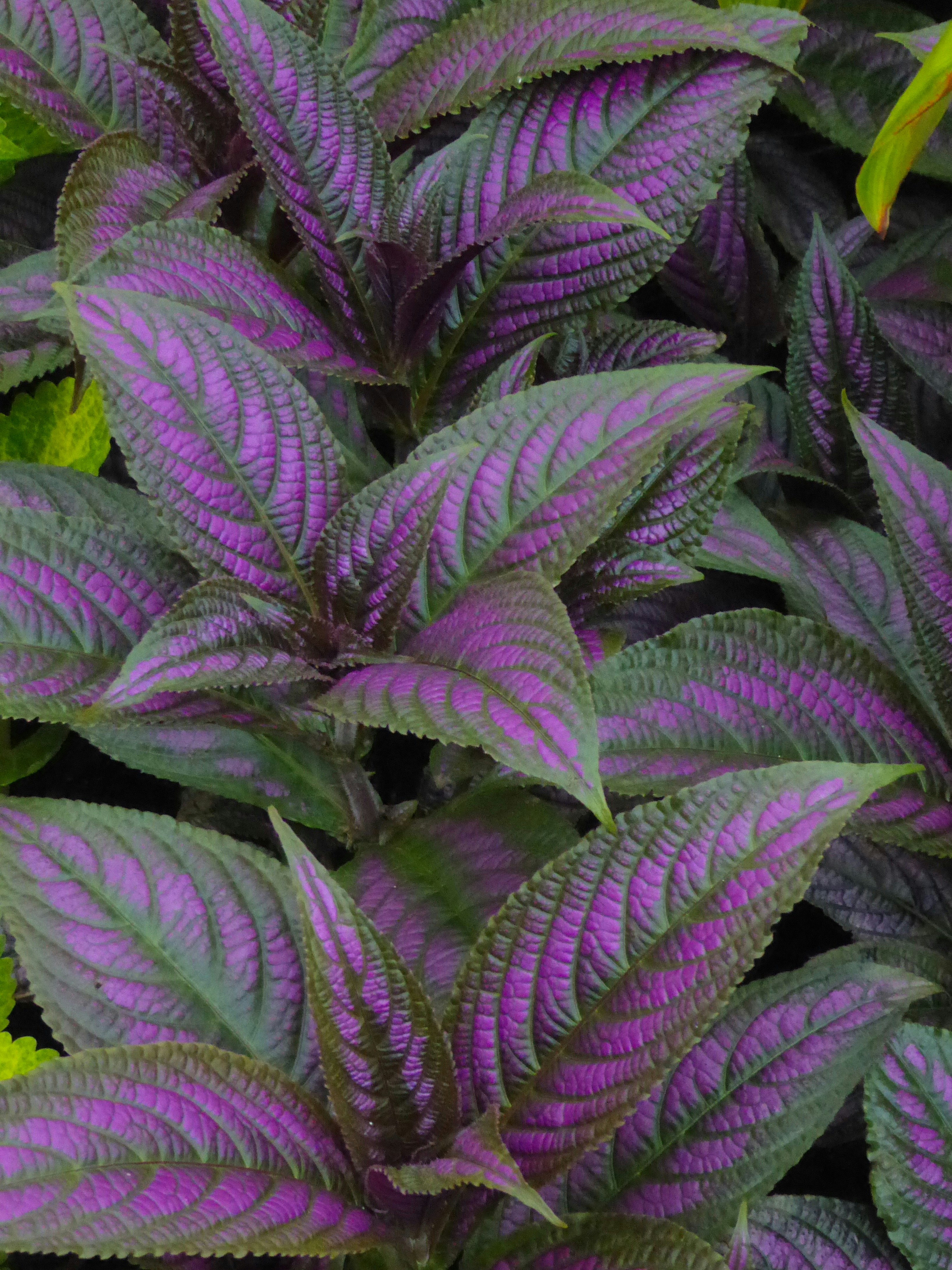 Vibrant Vega: Purple-tinged Leaves in a Dense Foliage Carpet