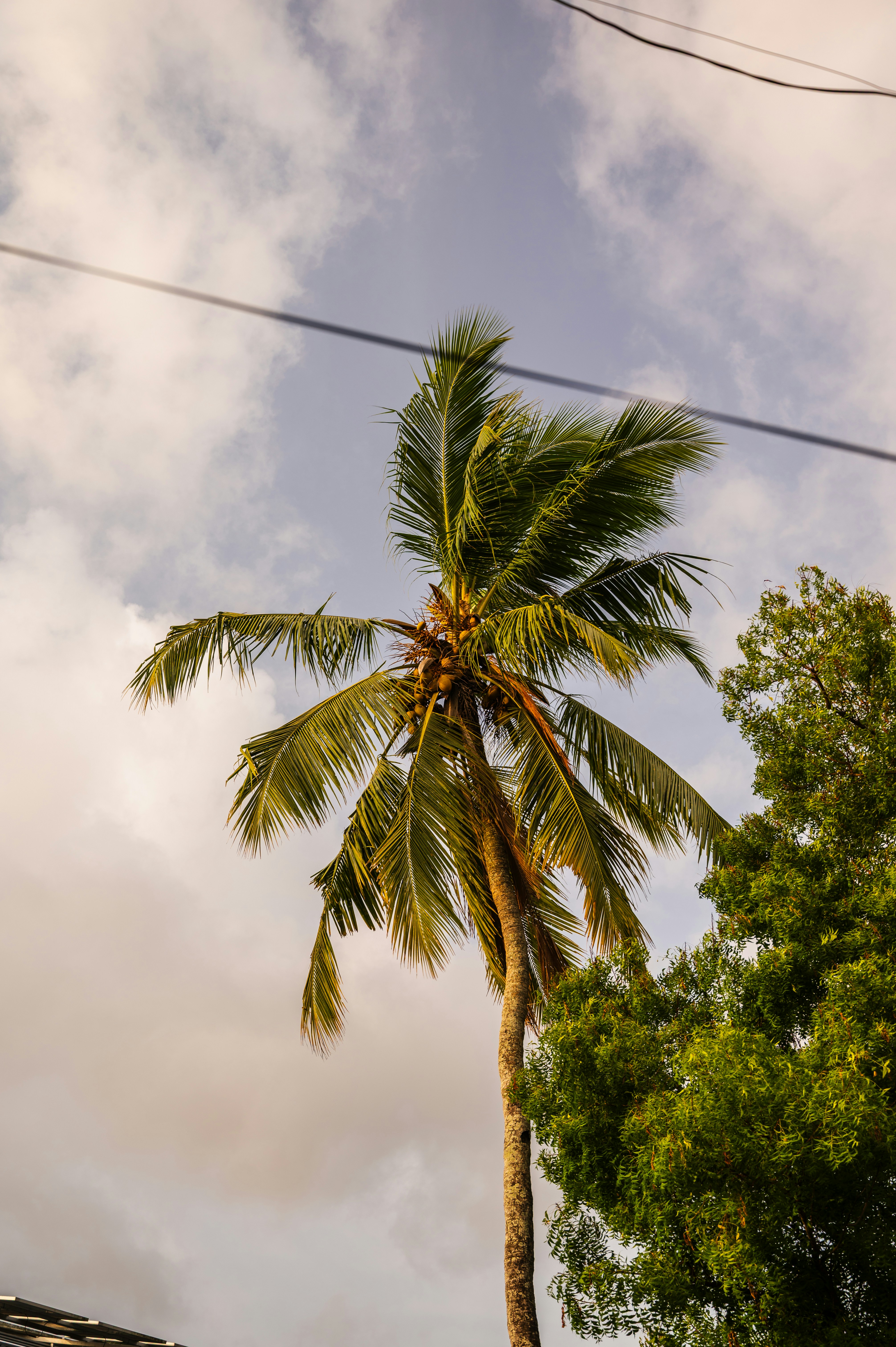 Tall palm tree reaches toward a partly cloudy sky, with a utility line crossing the frame and lush green foliage at right. A tropical subject set against an open sky.