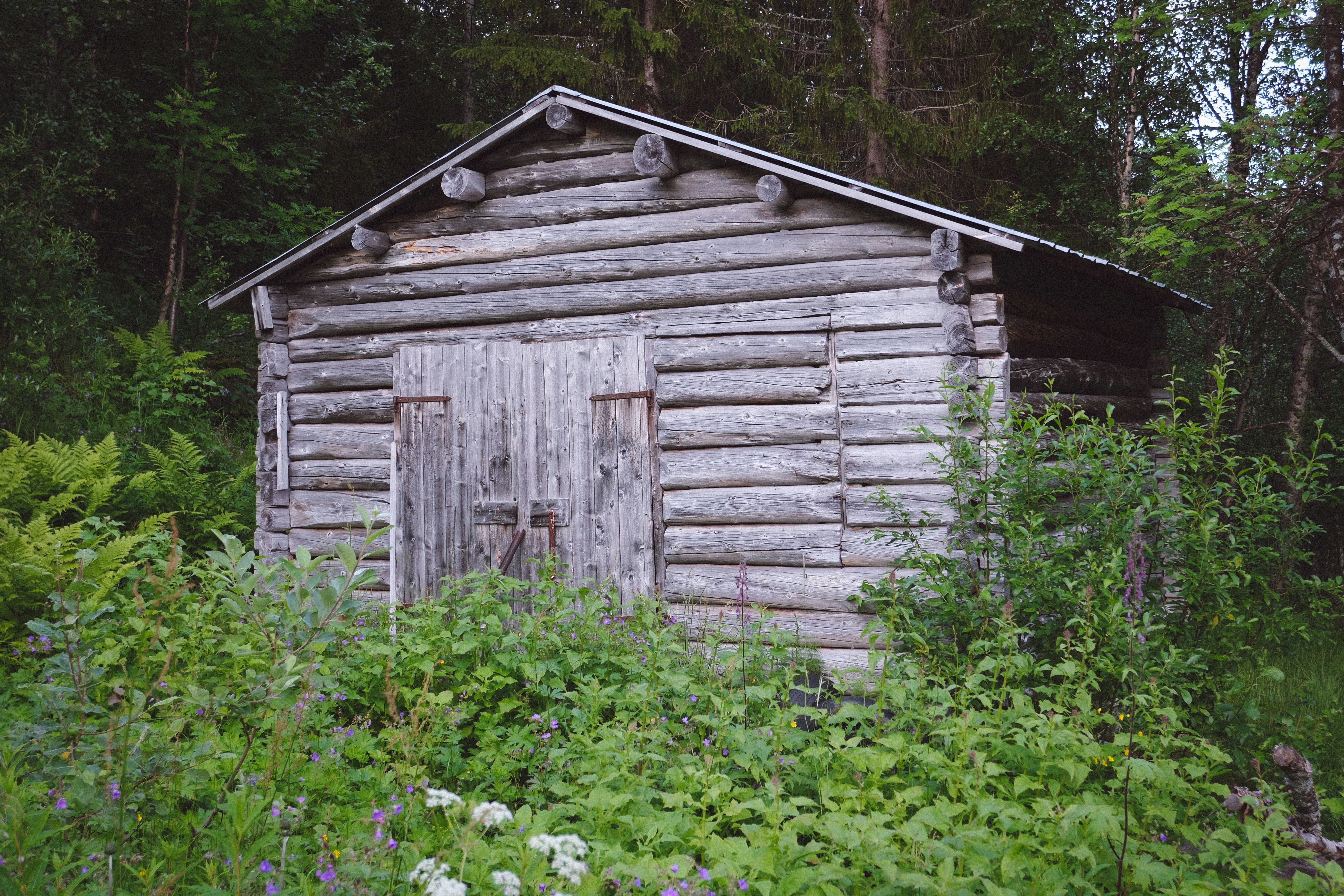 Weathered Log Cabin Hidden by Greenery