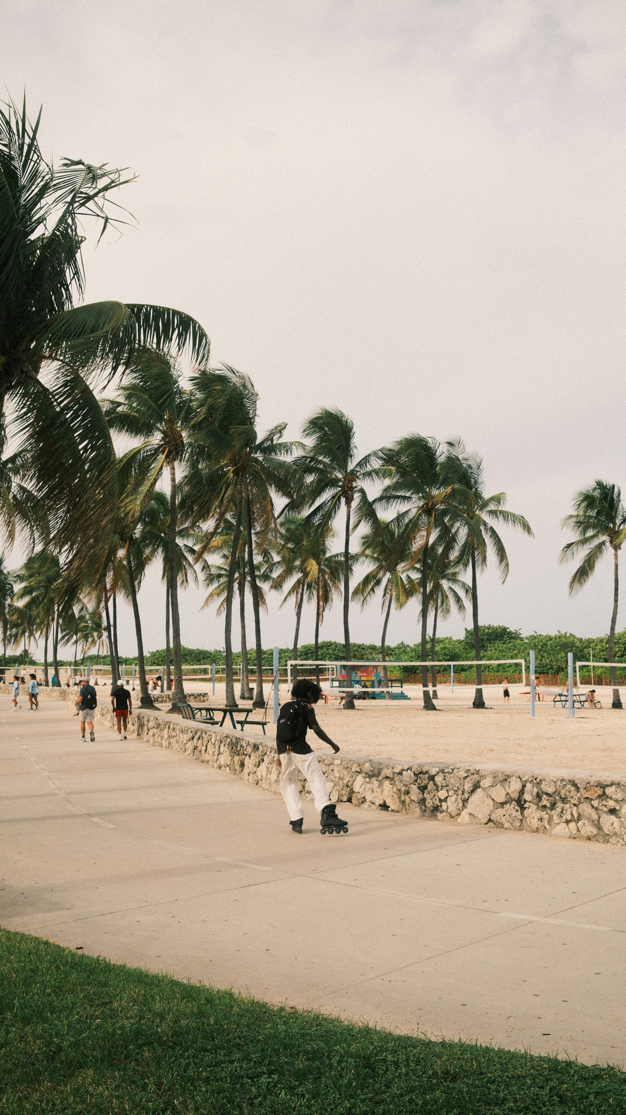 Skateboarder on a sunlit palm-lined promenade