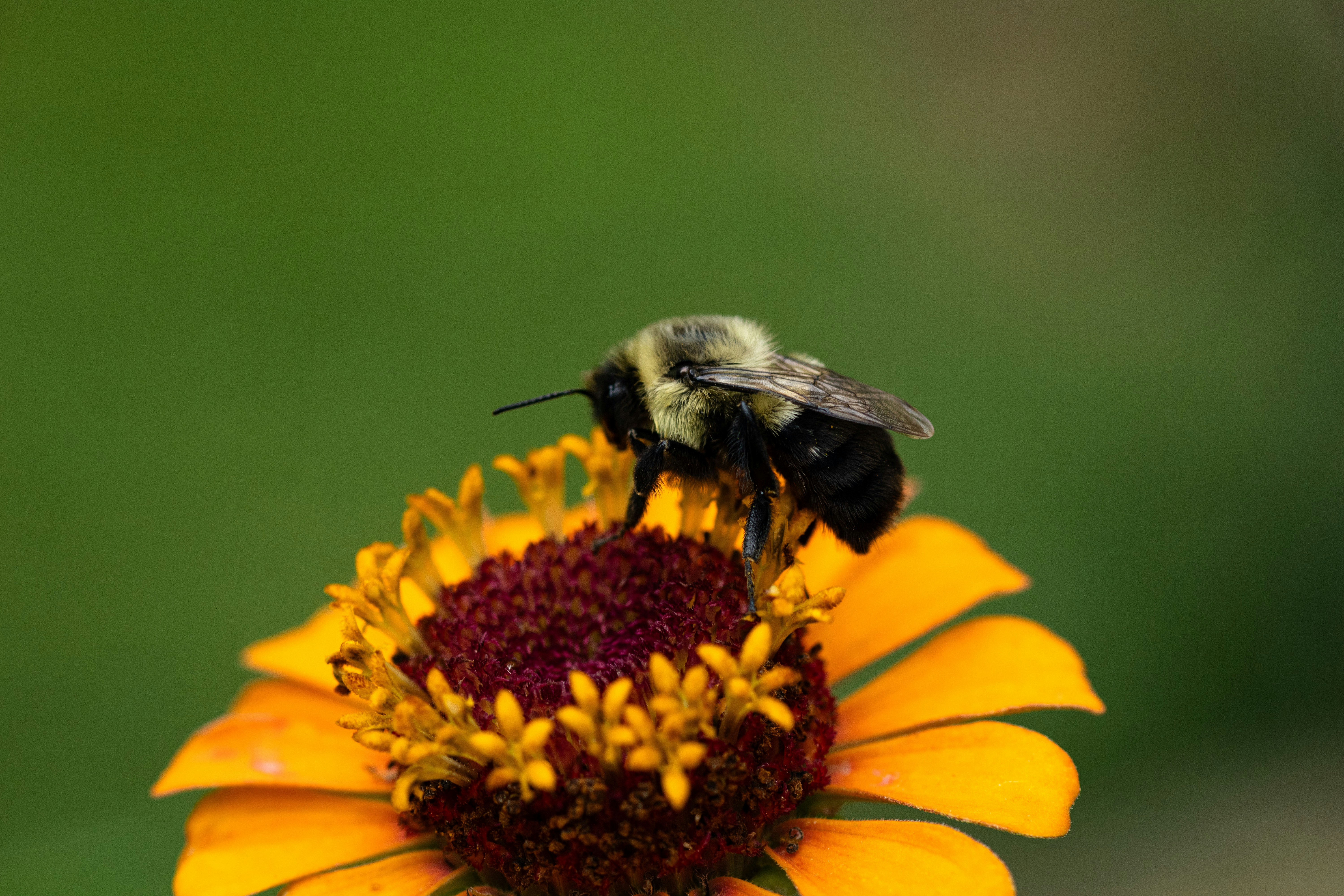 Bright bee gathering nectar on a vibrant orange flower against a blurred green background. A close-up emphasis on the bee’s body and the flower’s center, showcasing macro detail.