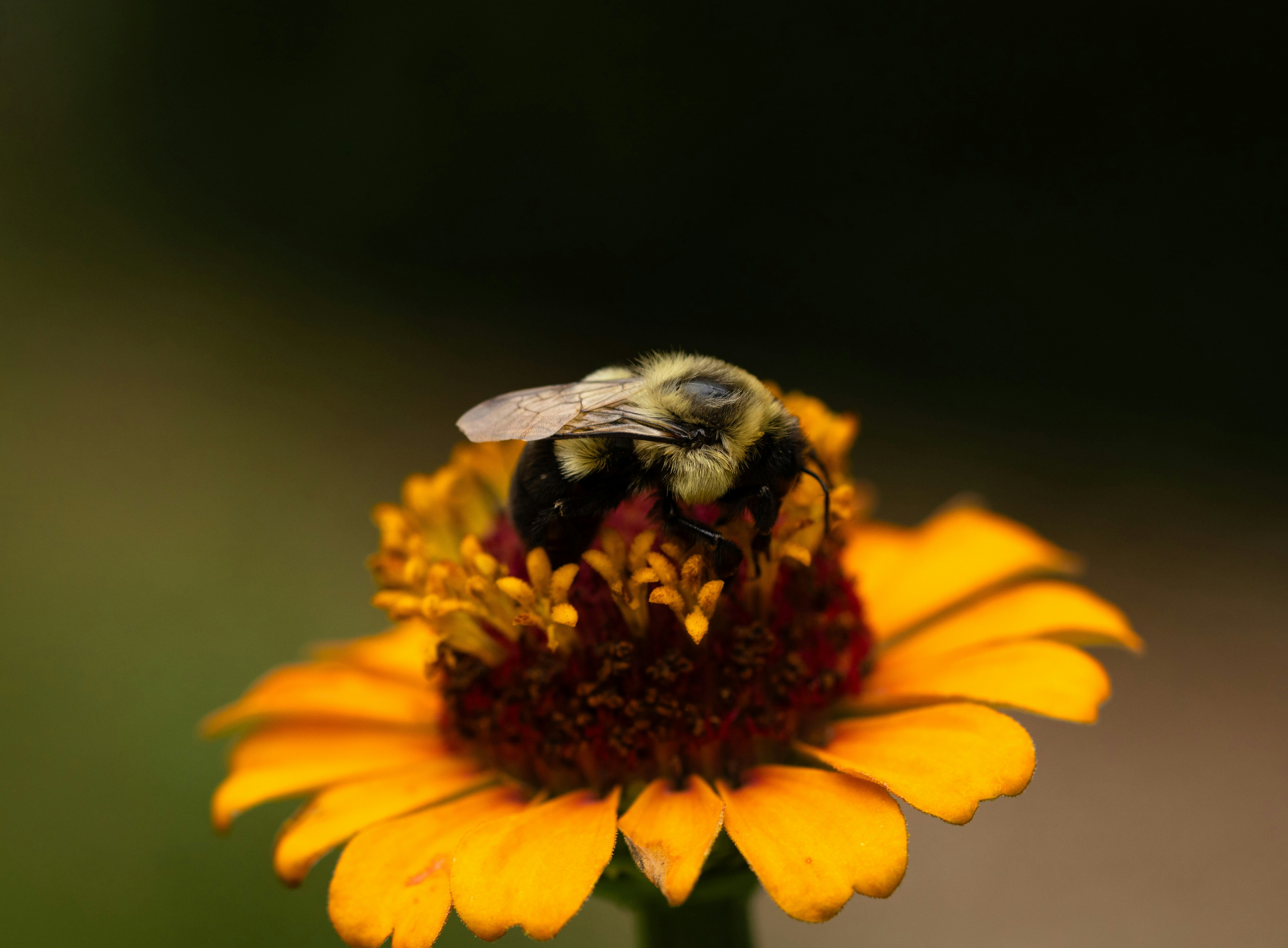 Bee on a Sunlit Zinnia