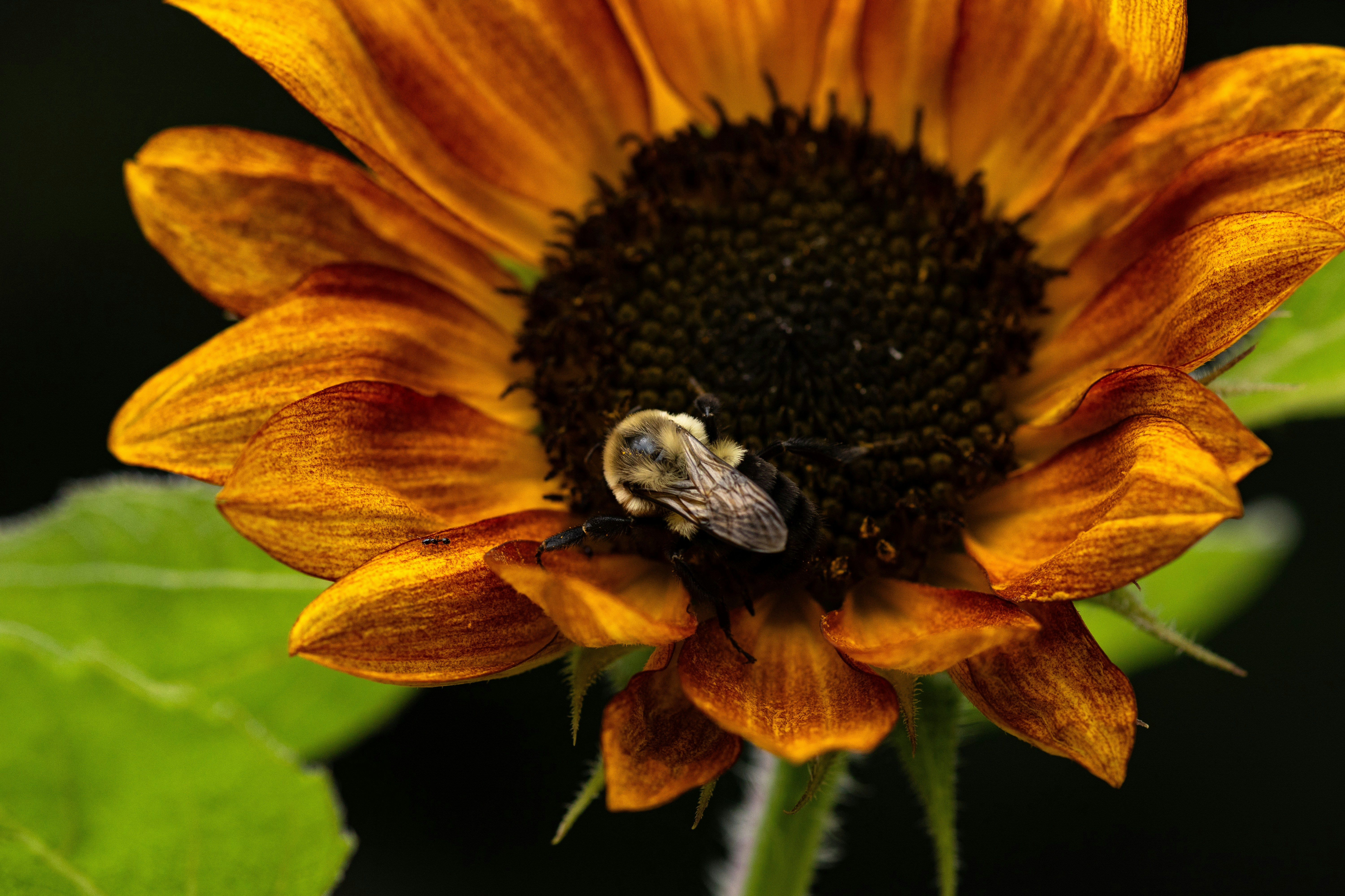 Sunflower Center: Bee Tender at the Dark Core