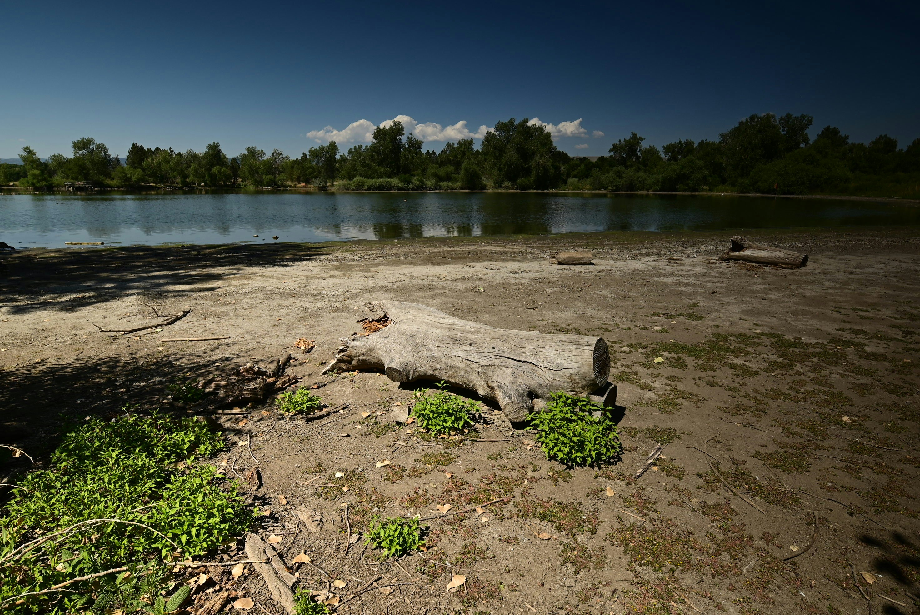 Sunlit lakeside shore with weathered driftwood and sparse greenery along a calm body of water.
