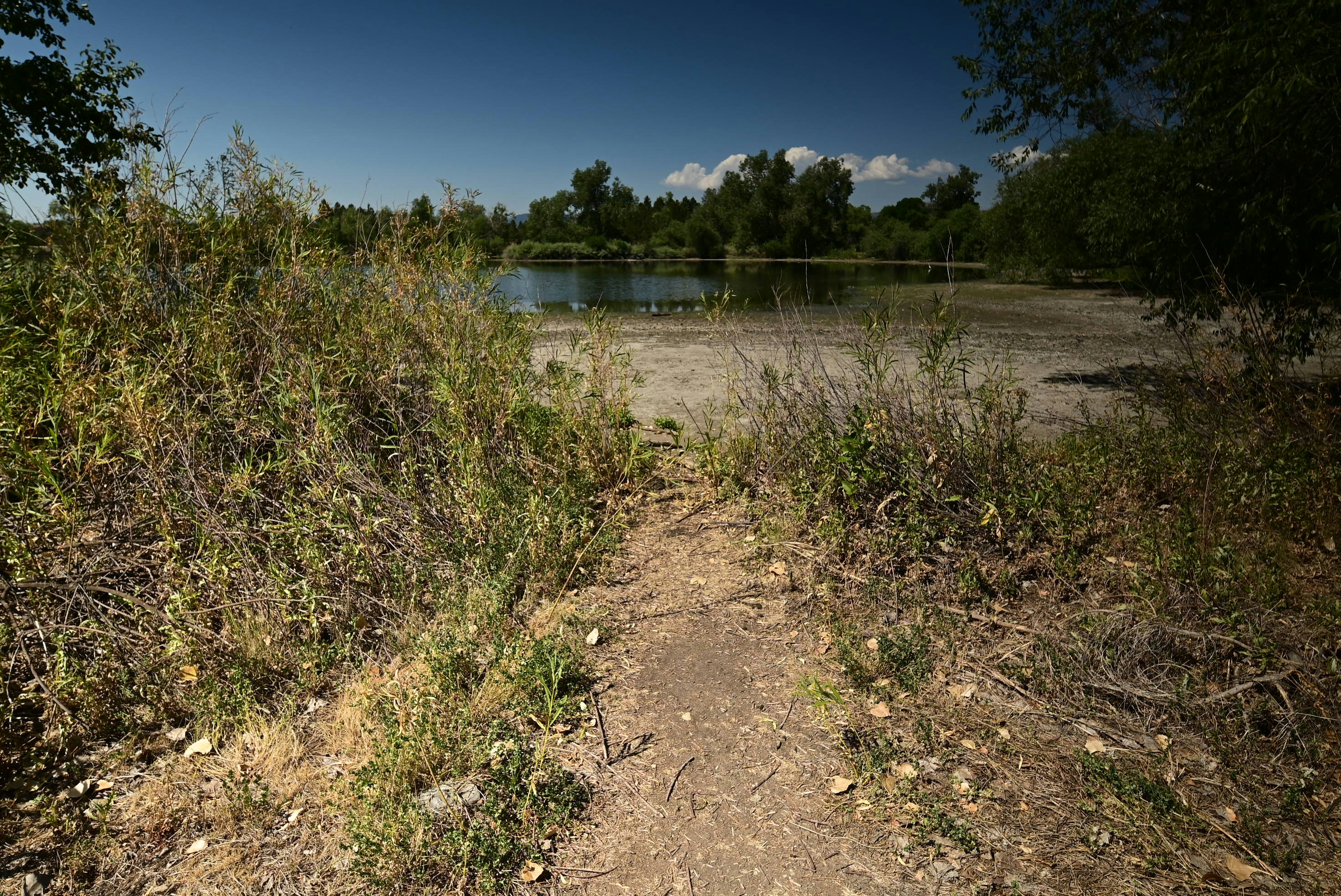 Path to the Lake: A Sunlit Riverside Clearing