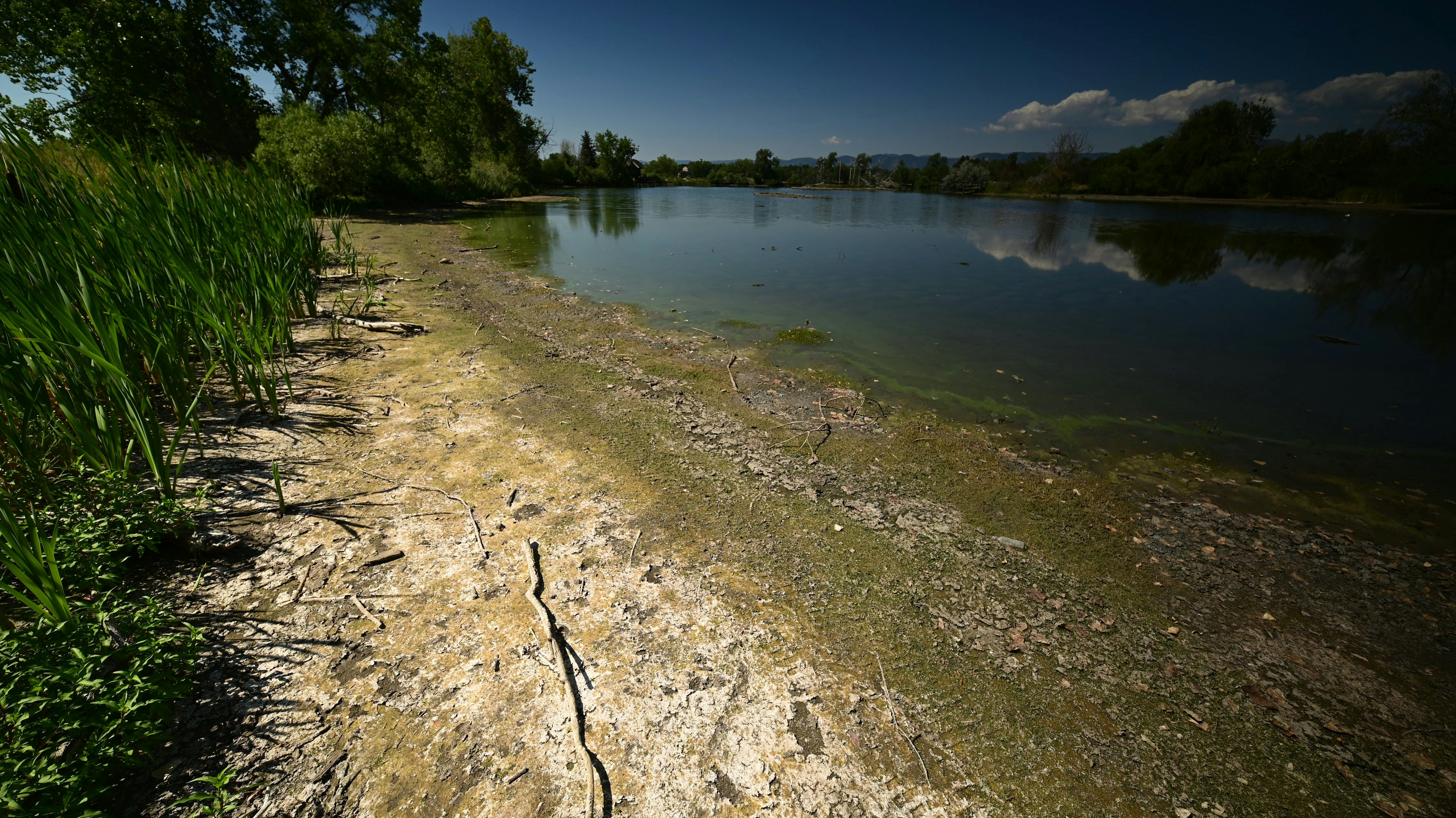 Shoreline Echoes: Weedy Bank and Quiet Lake