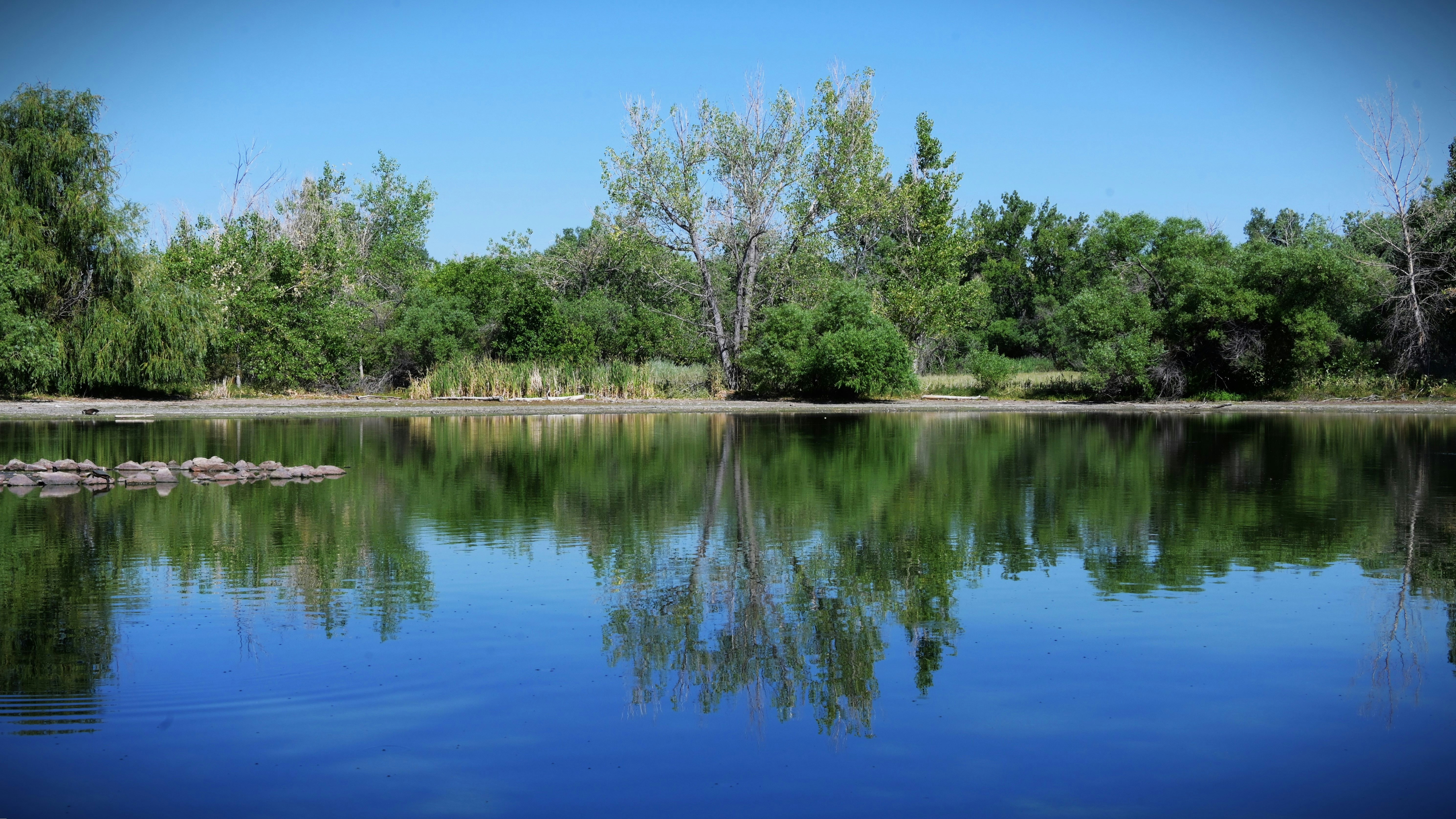 Tranquil River Mirror: Trees Blooming on a Quiet Shore