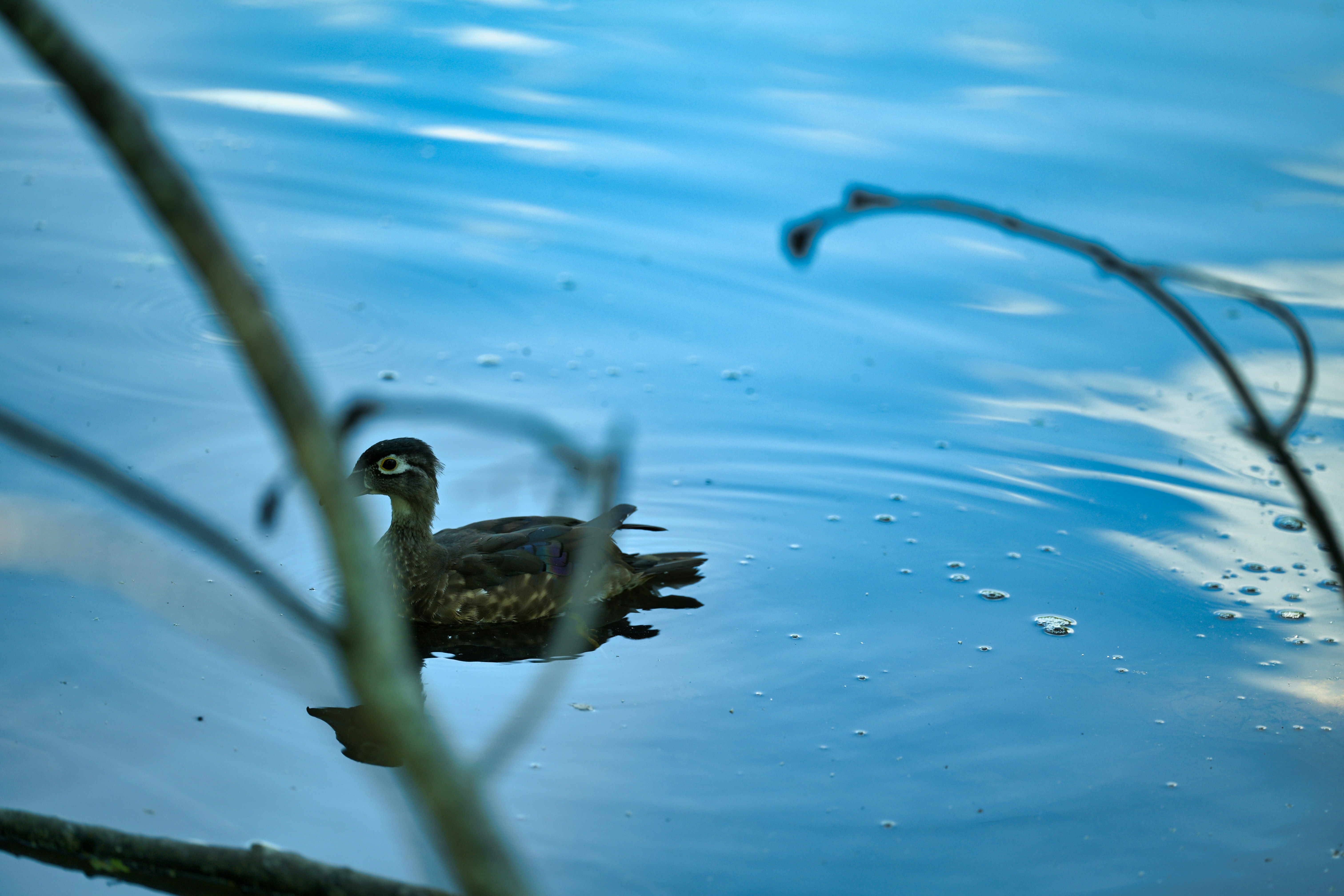Duck on a Quiet Pond: A Blue Hour Moment