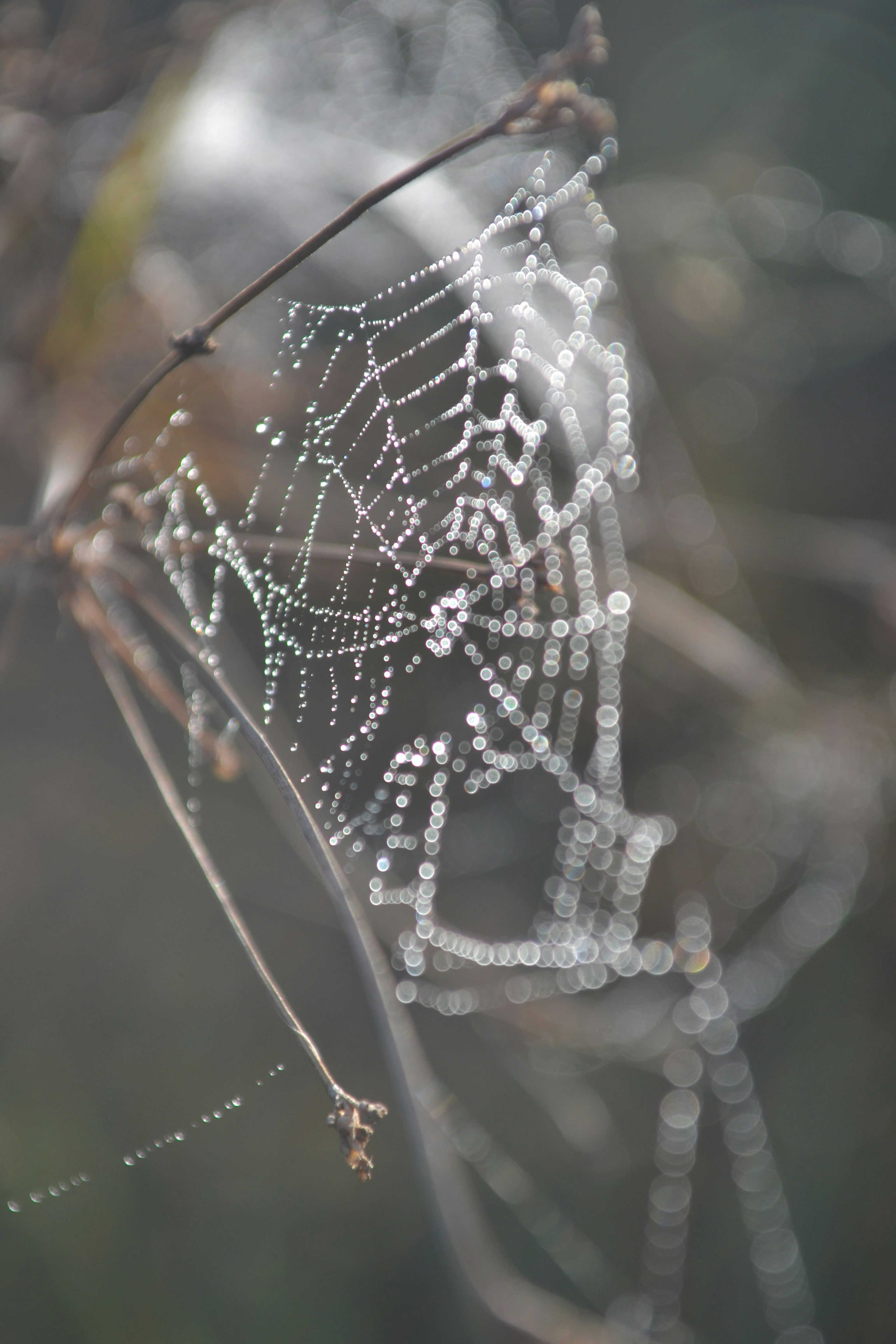 Glistening Web of Morning Dew on a Delicate Branch