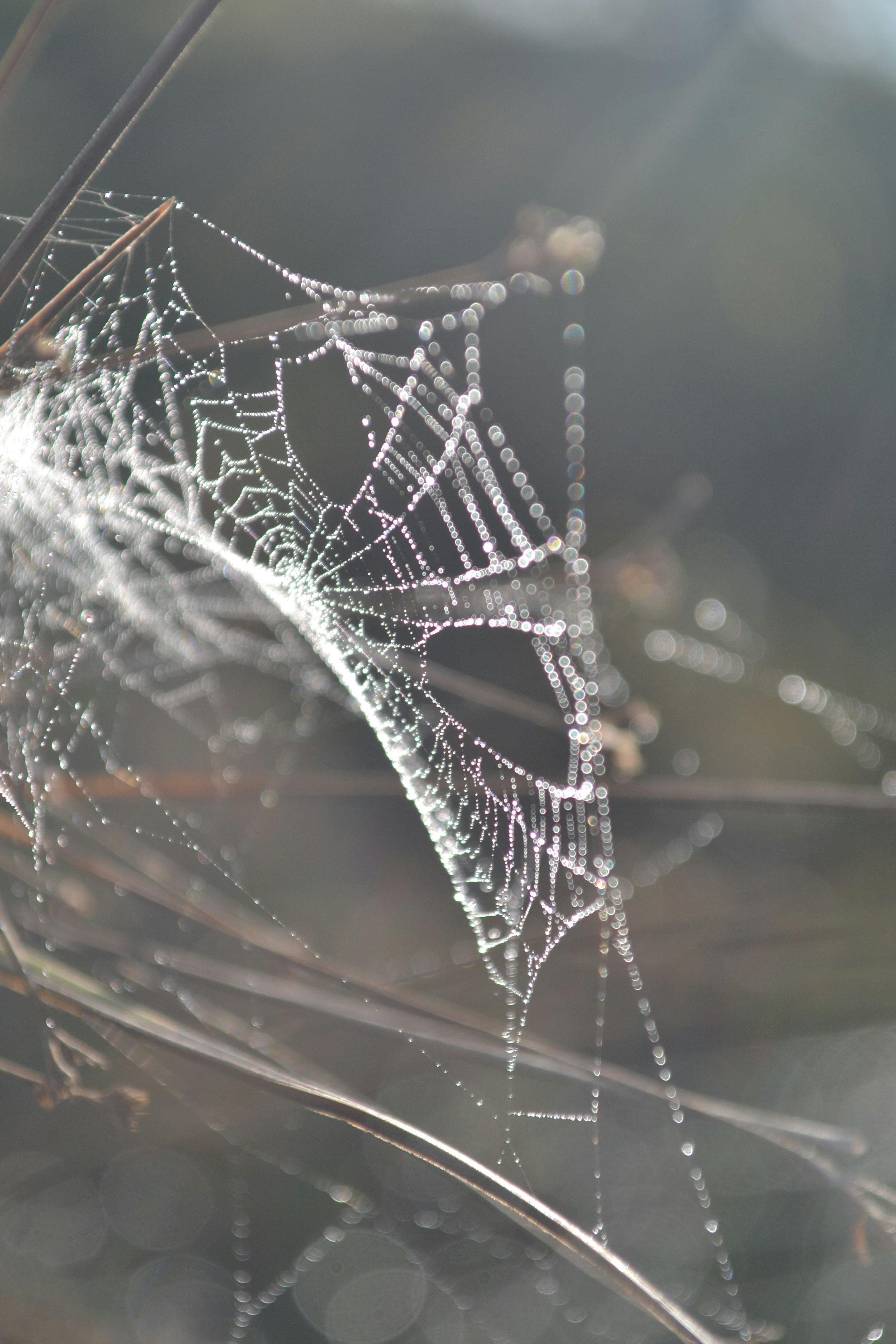 Dew-kissed Web Threads in Soft Morning Light