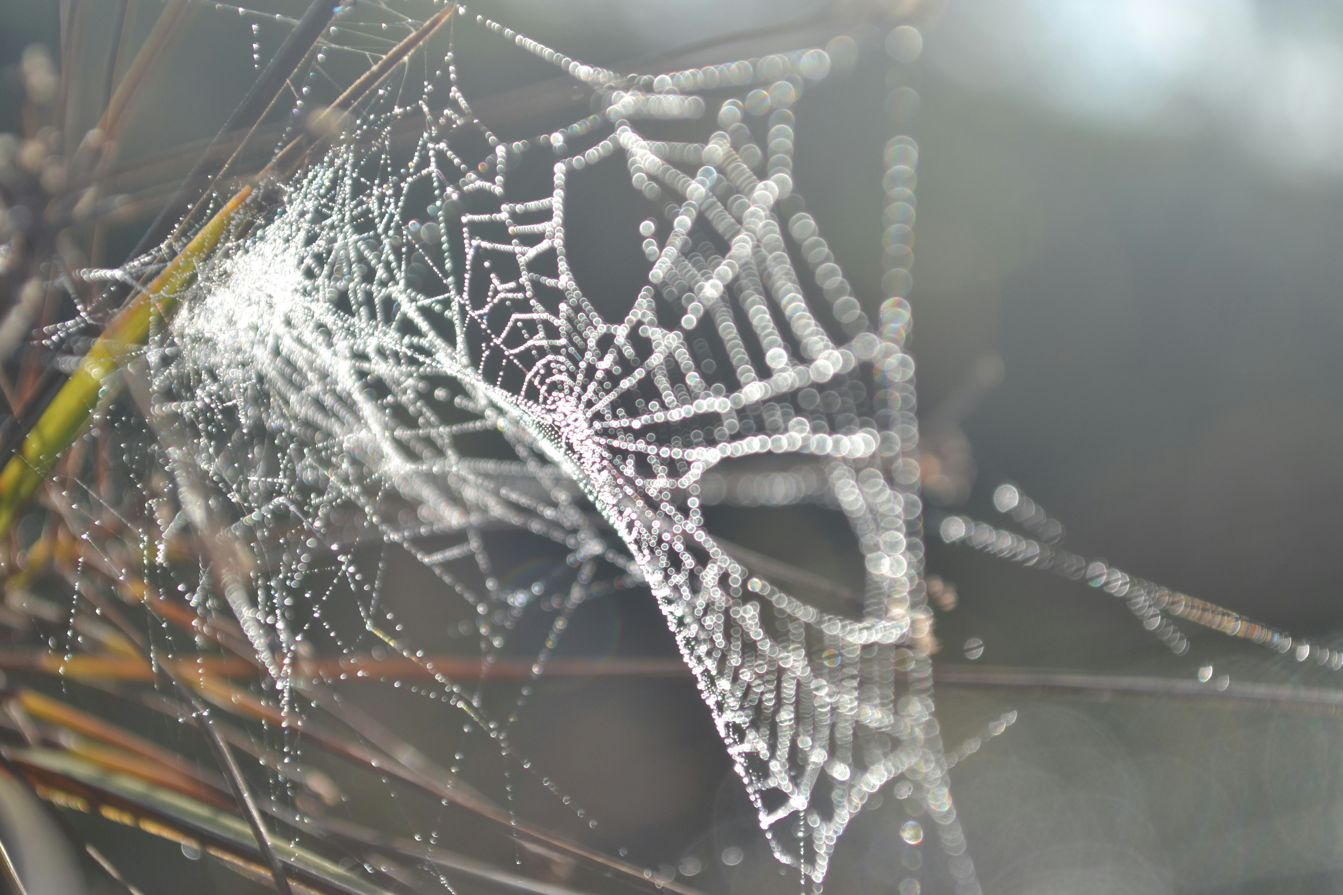 Morning Velvet Web: Dew-Kissed Silk Stations