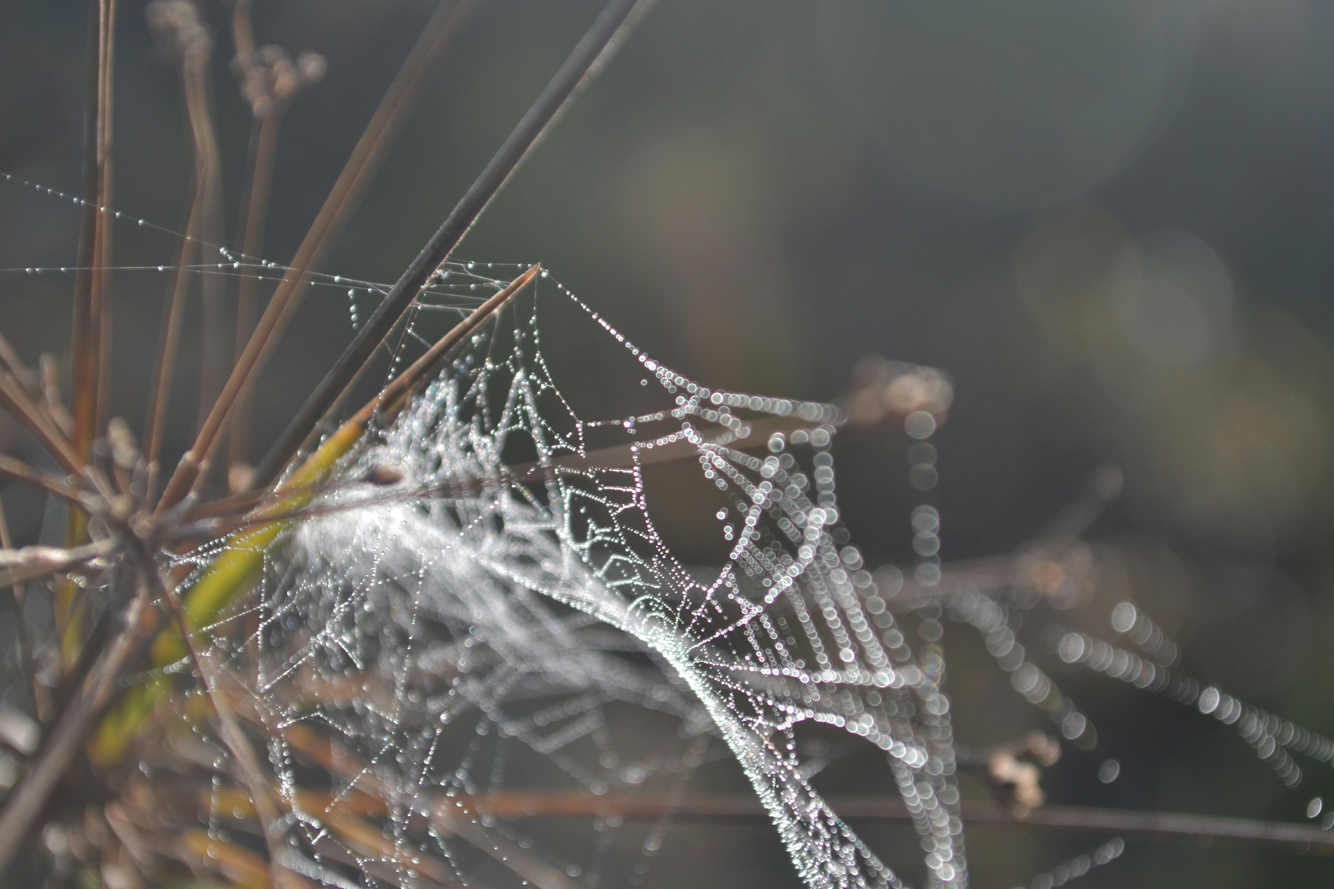 Glistening Web in Dawn Light